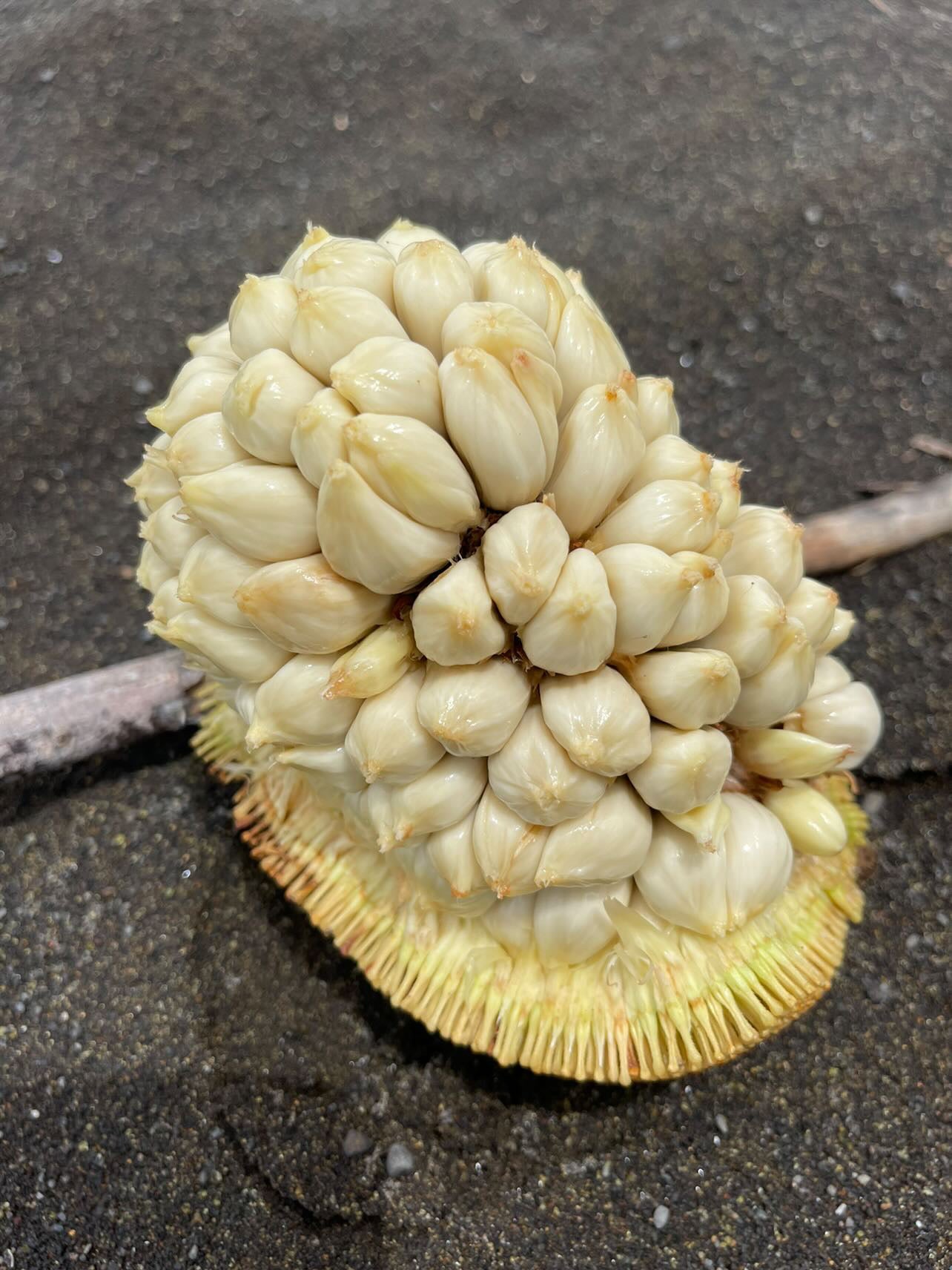 Frozen Marang aka Terap - Buy Marang online from Miami Fruit