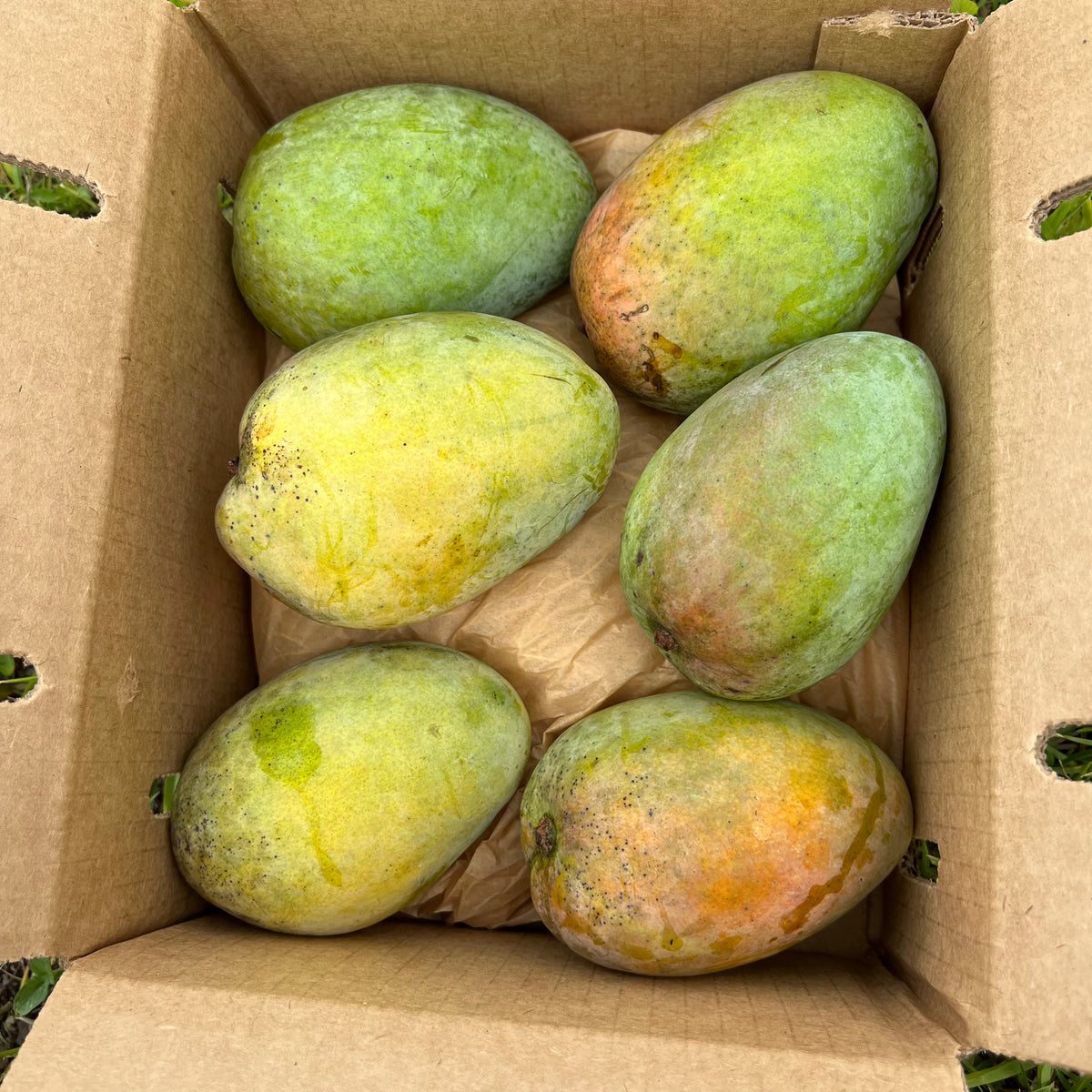 Mango - Buy USA Grown Mango Online from Miami Fruit