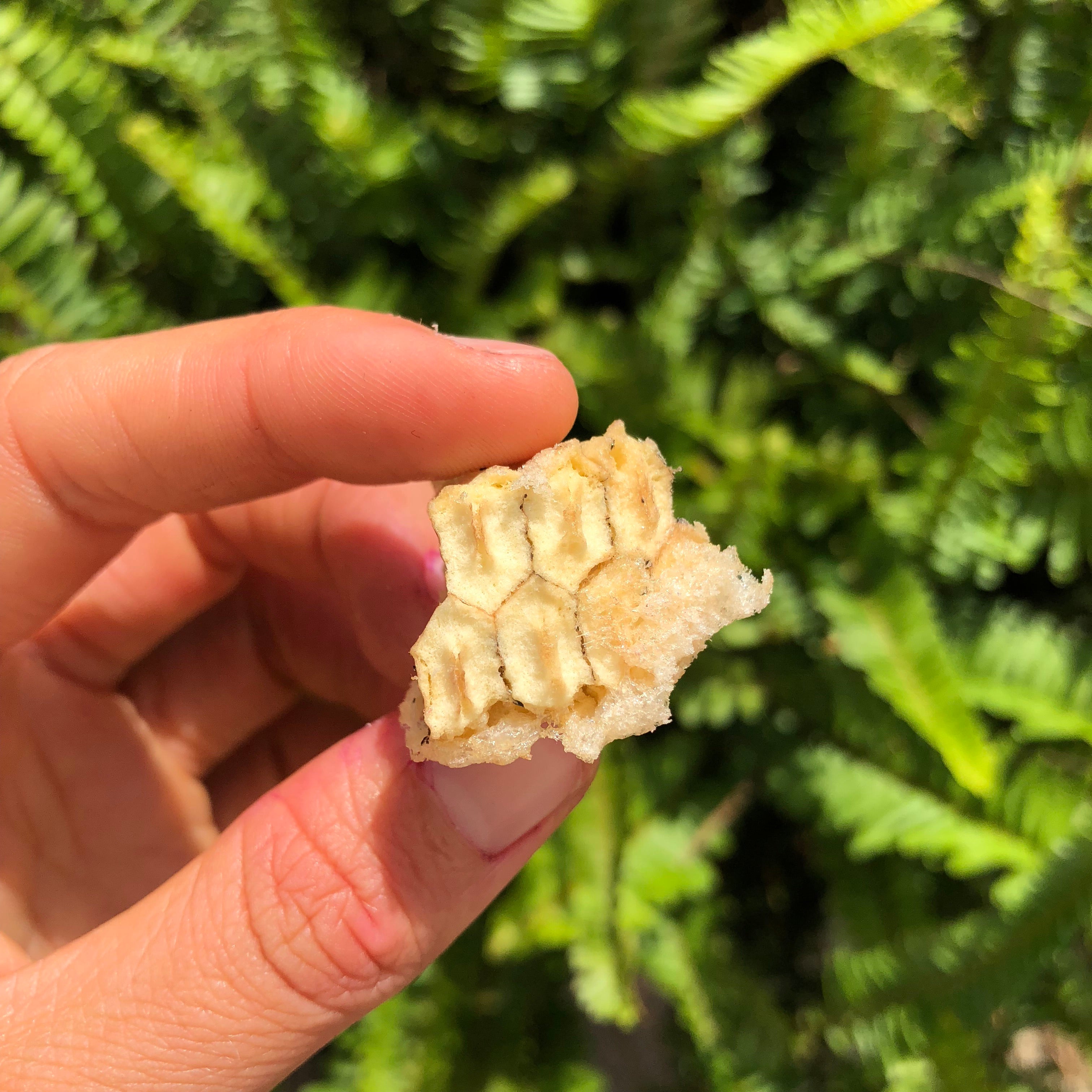 Freeze Dried Monstera Deliciosa – Miami Fruit