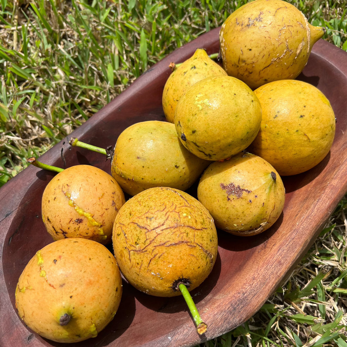 Bacuripari - Garcinia gardneriana – Miami Fruit