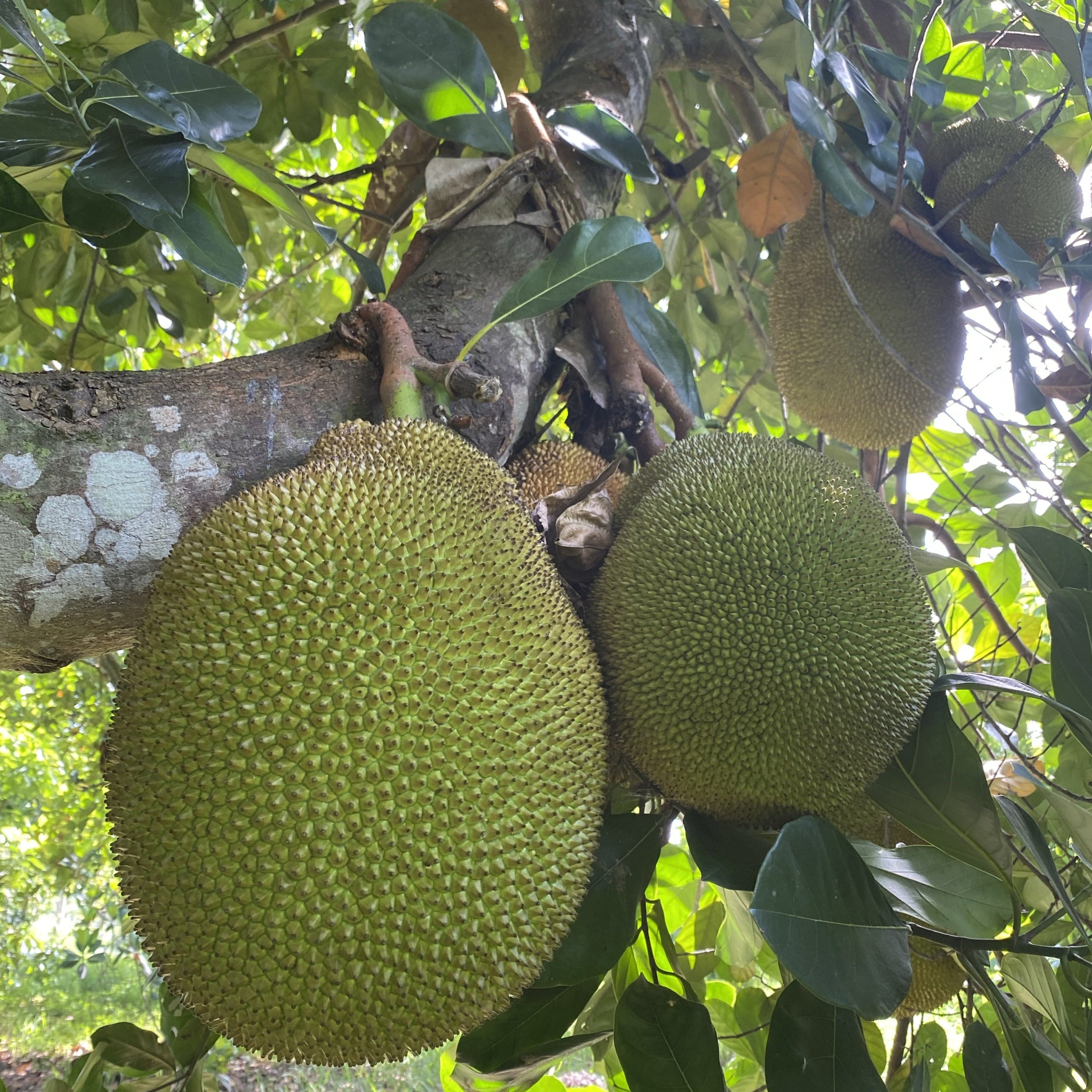 Jackfruit - Buy fresh Jackfruit online from Miami Fruit