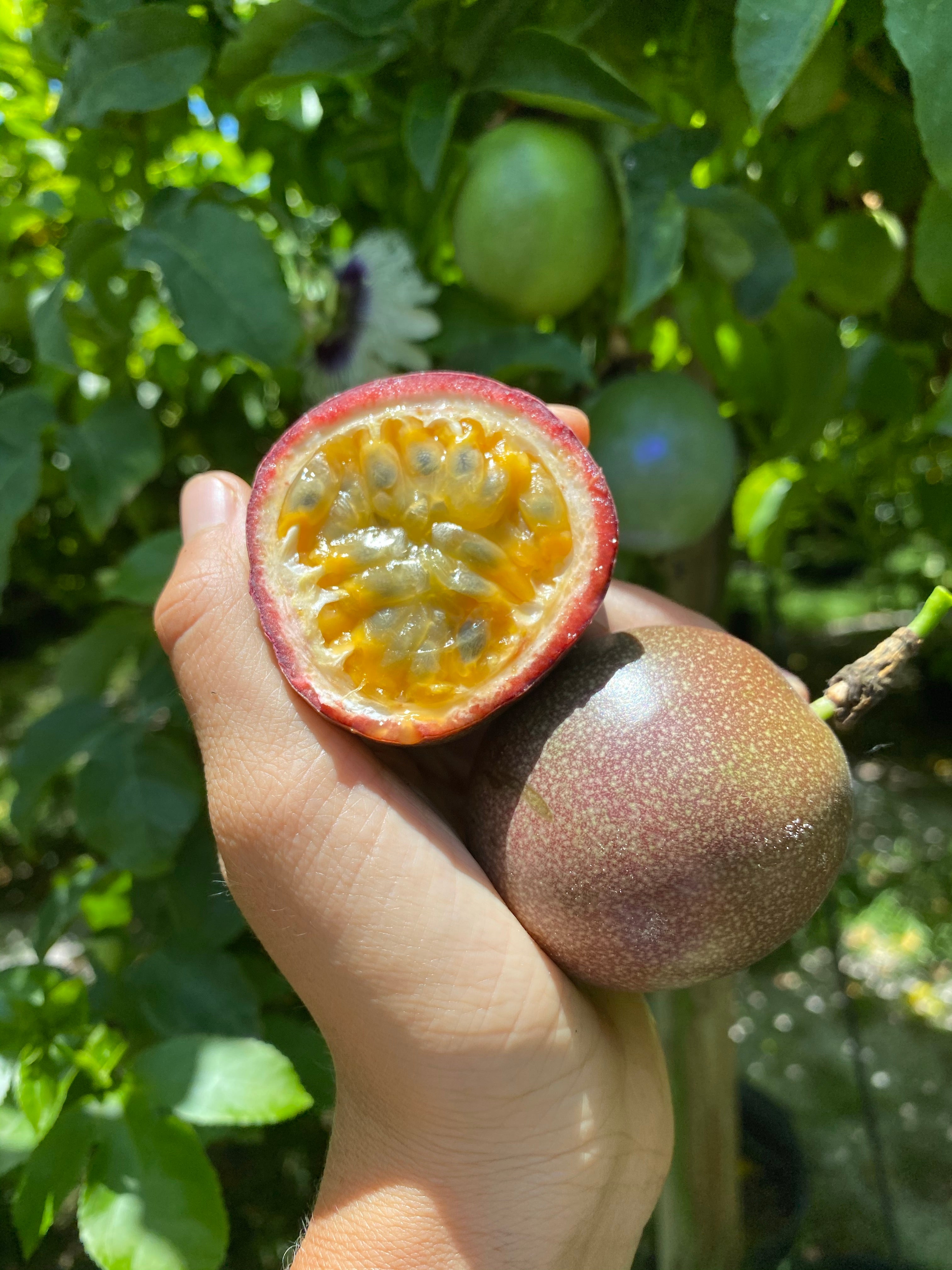 Purple/Pink Passionfruit (Lilikoi) *Pre-Order* – Miami Fruit
