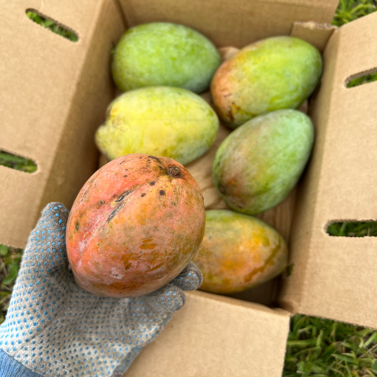 Mango - Buy USA Grown Mango Online from Miami Fruit