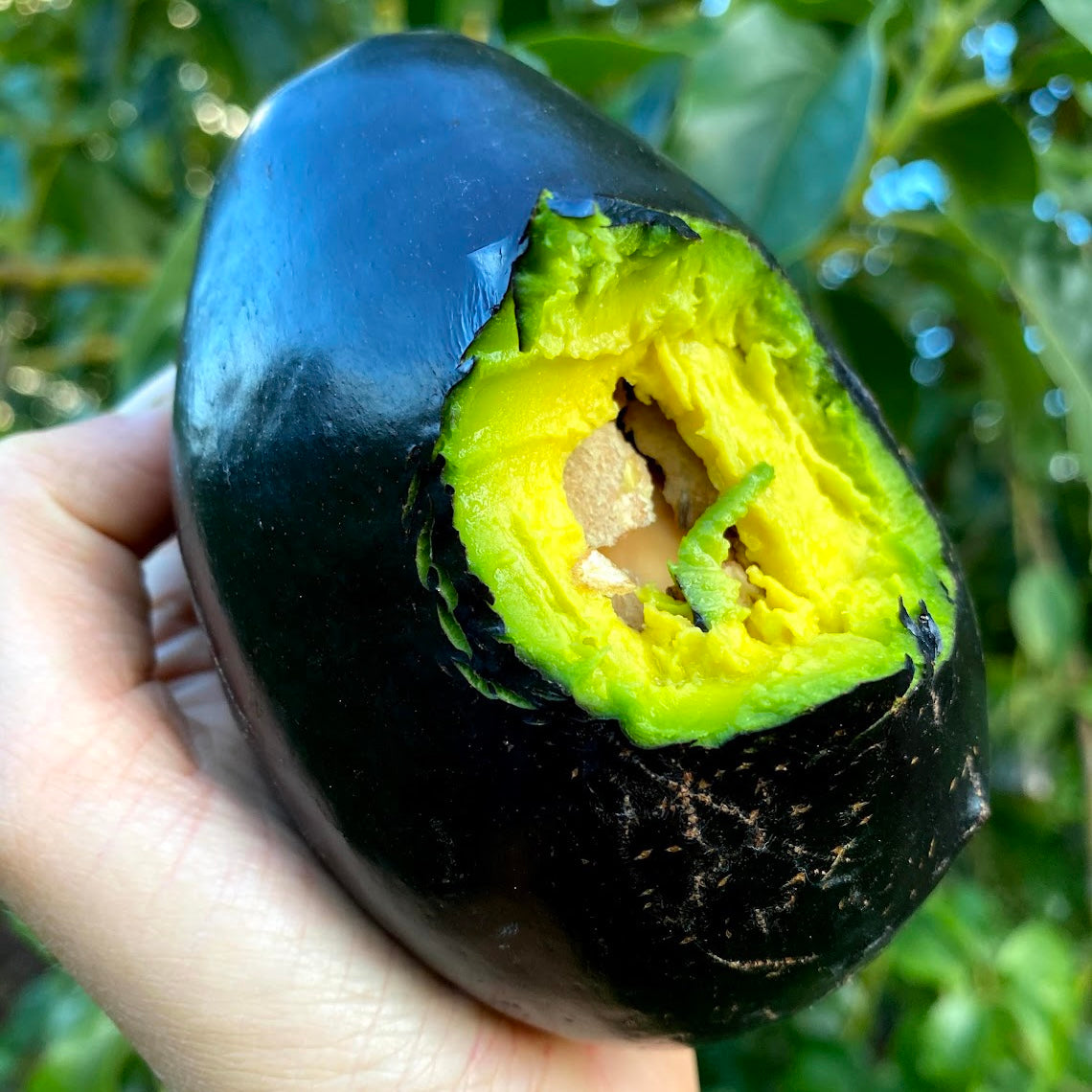 Avocado - Buy Rare Avocados online from Miami Fruit