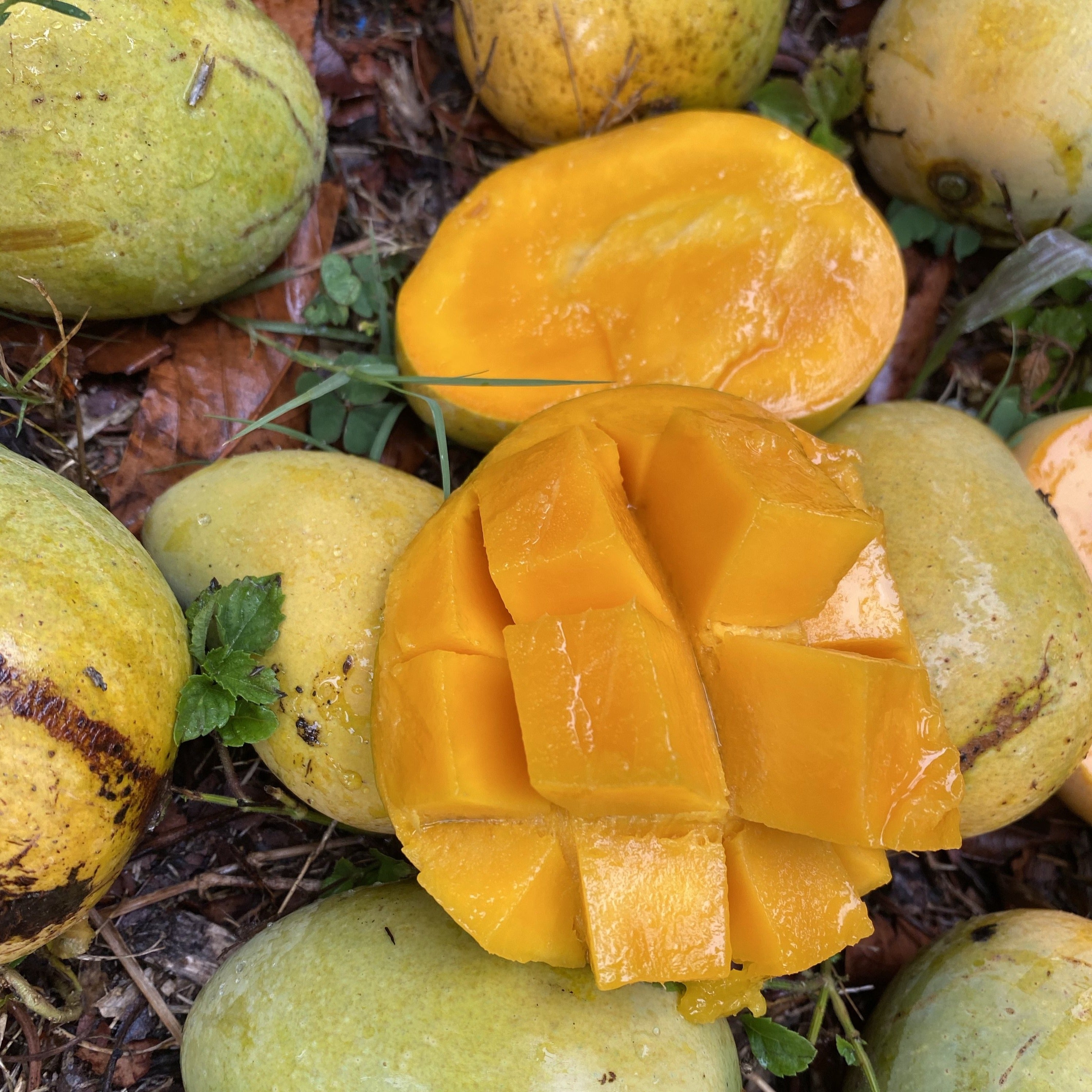 The "Fairchild" Mango *Pre-Order* – Miami Fruit