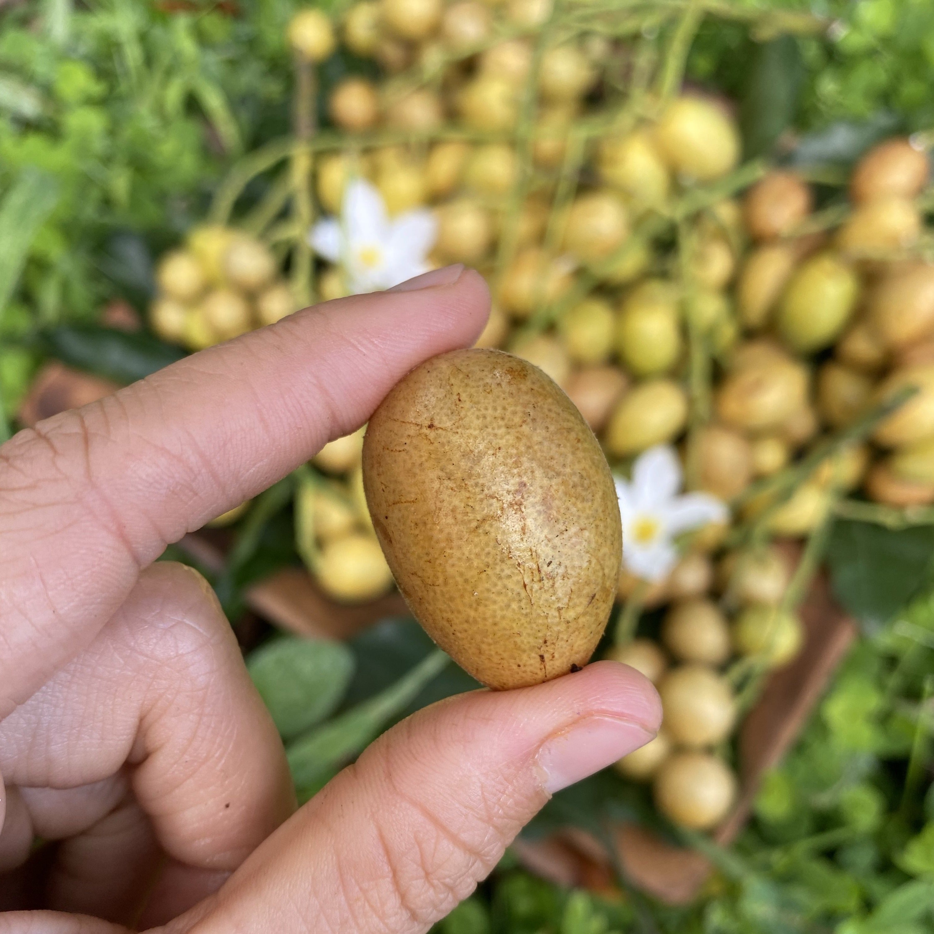 Wampee (wampi) – Miami Fruit