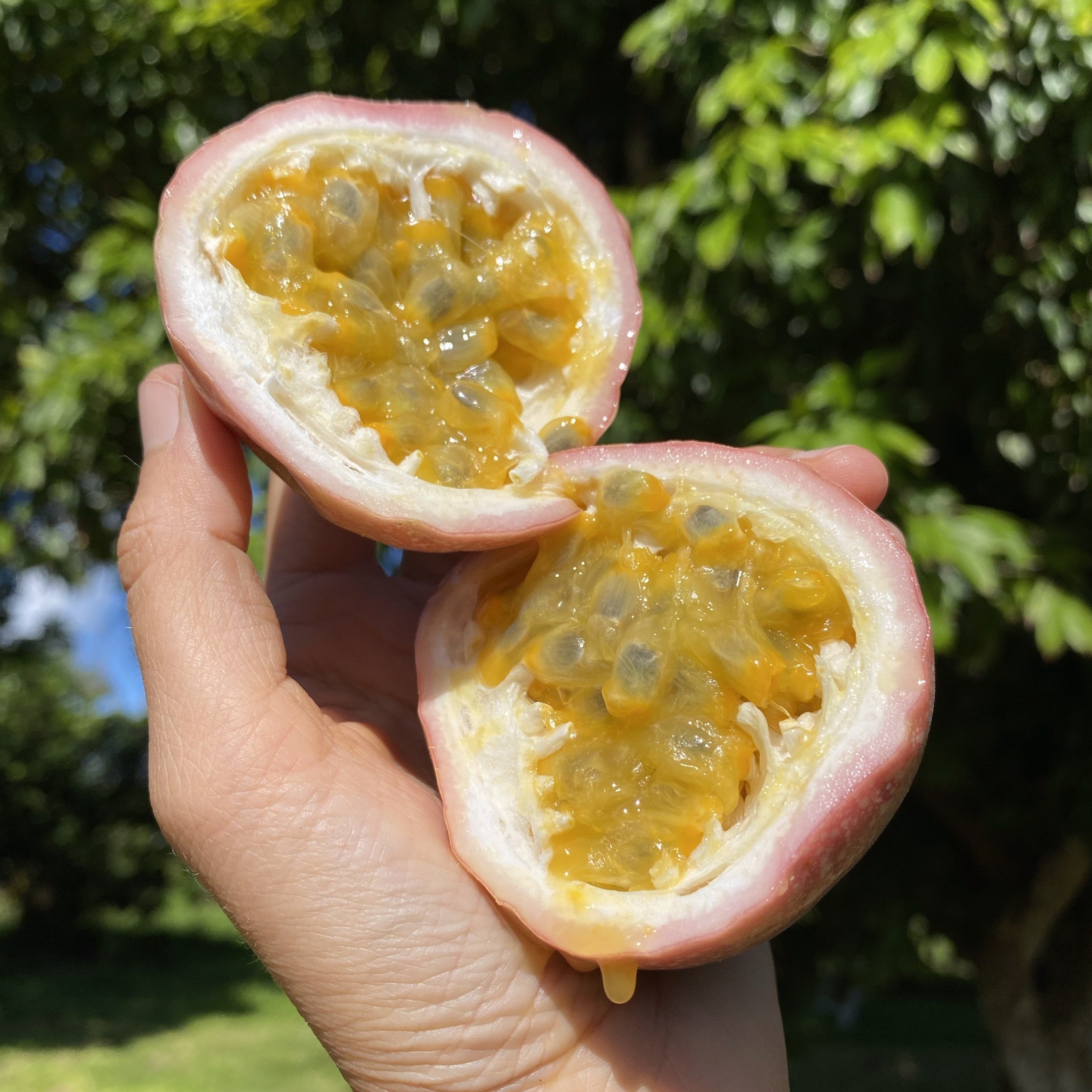 Pink "Lychee" Passionfruit (Lilikoi) *Pre-Order* – Miami Fruit