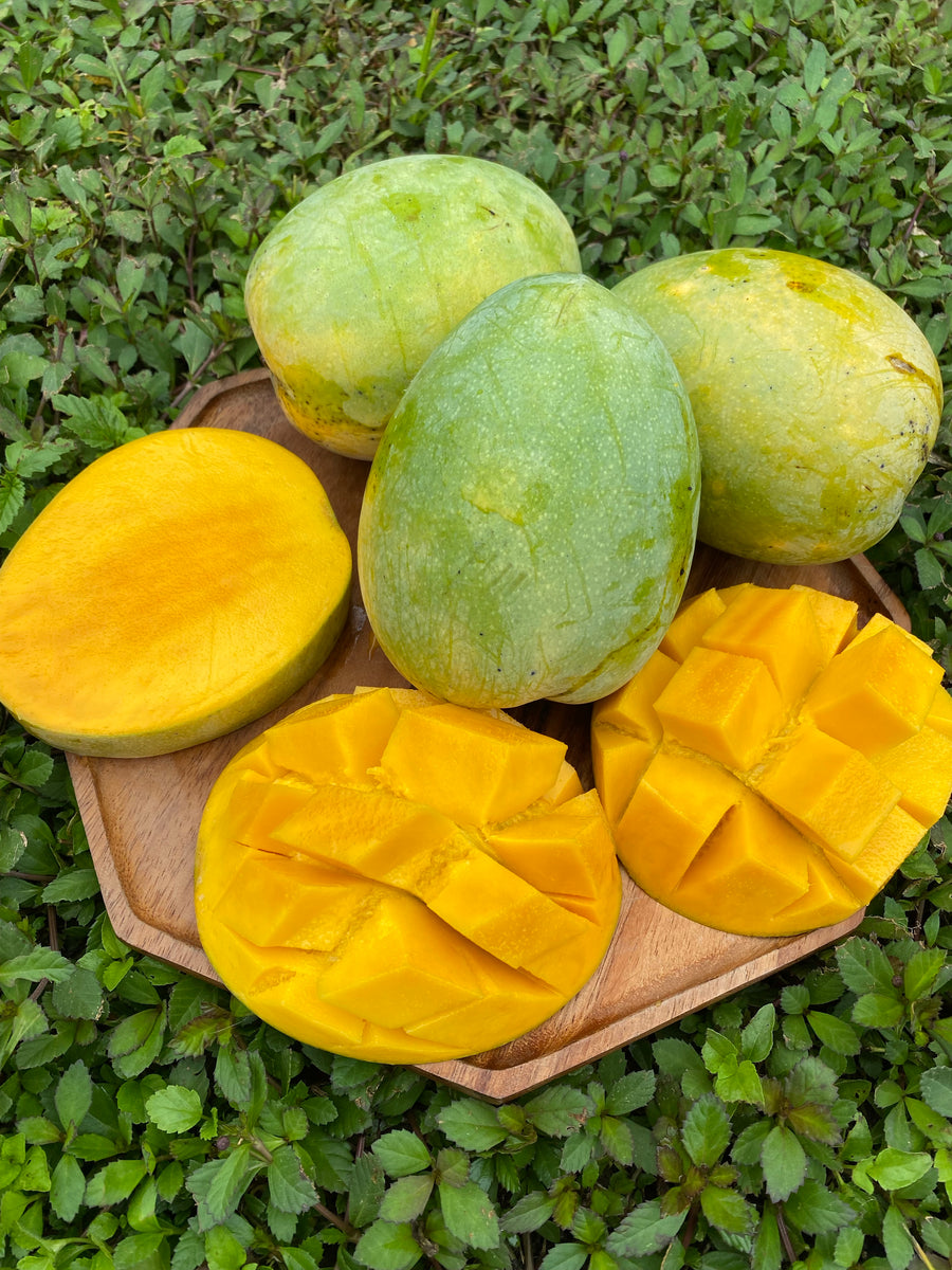 Kathy (K3) Mango *Pre-Order* – Miami Fruit