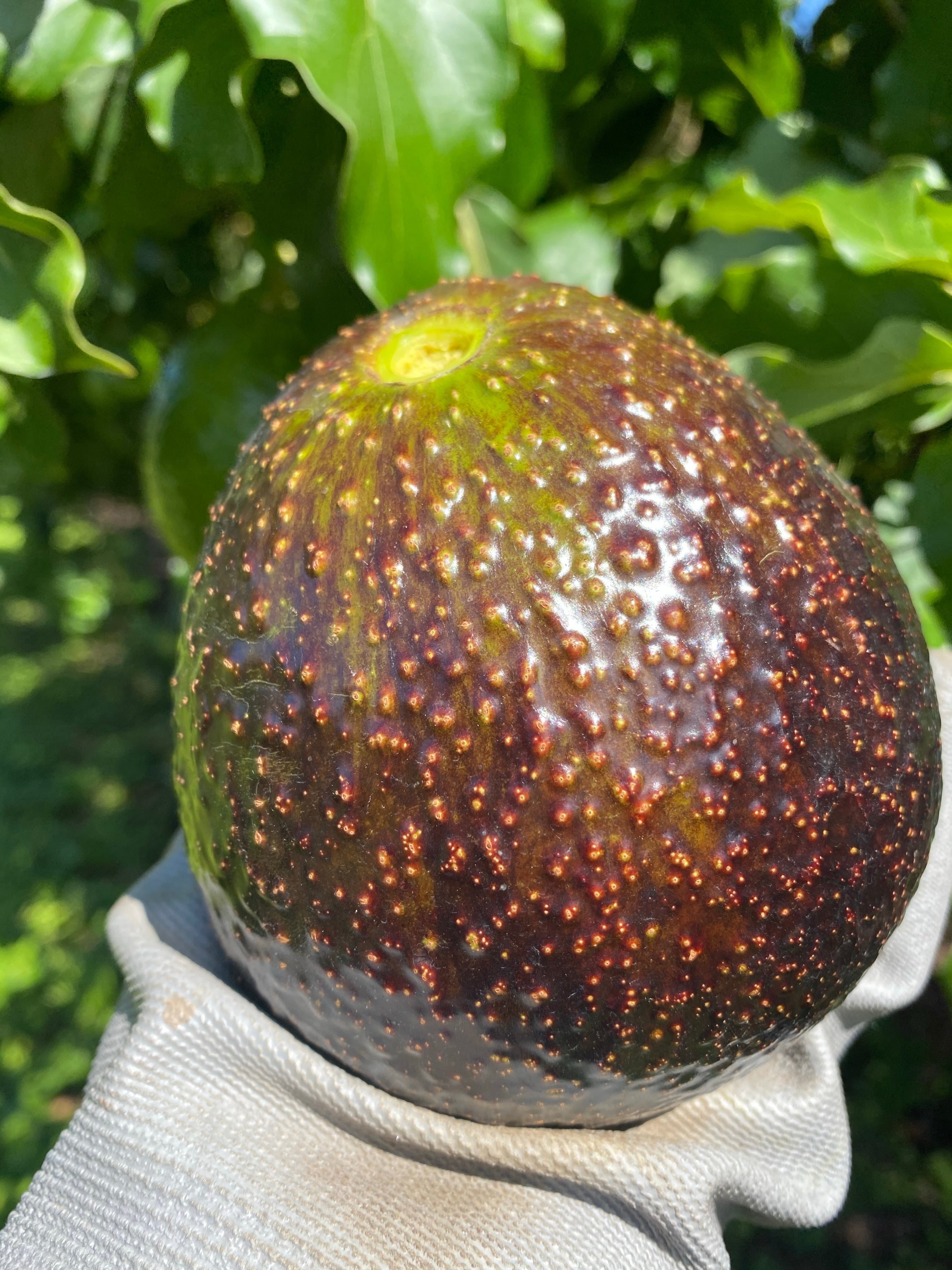 Avocado - Buy Rare Avocados online from Miami Fruit