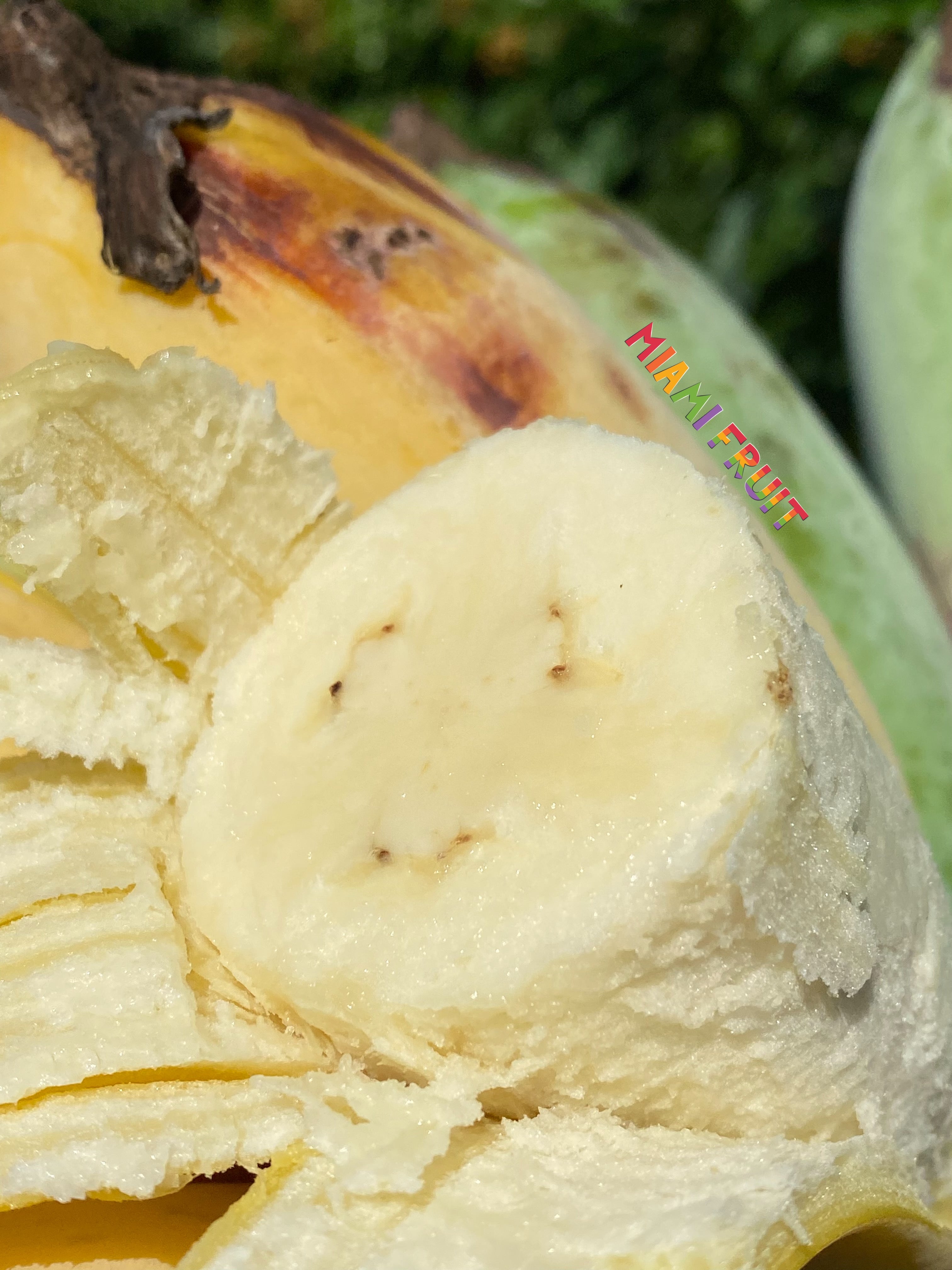 Blue Java Banana *PRE-ORDER* – Miami Fruit