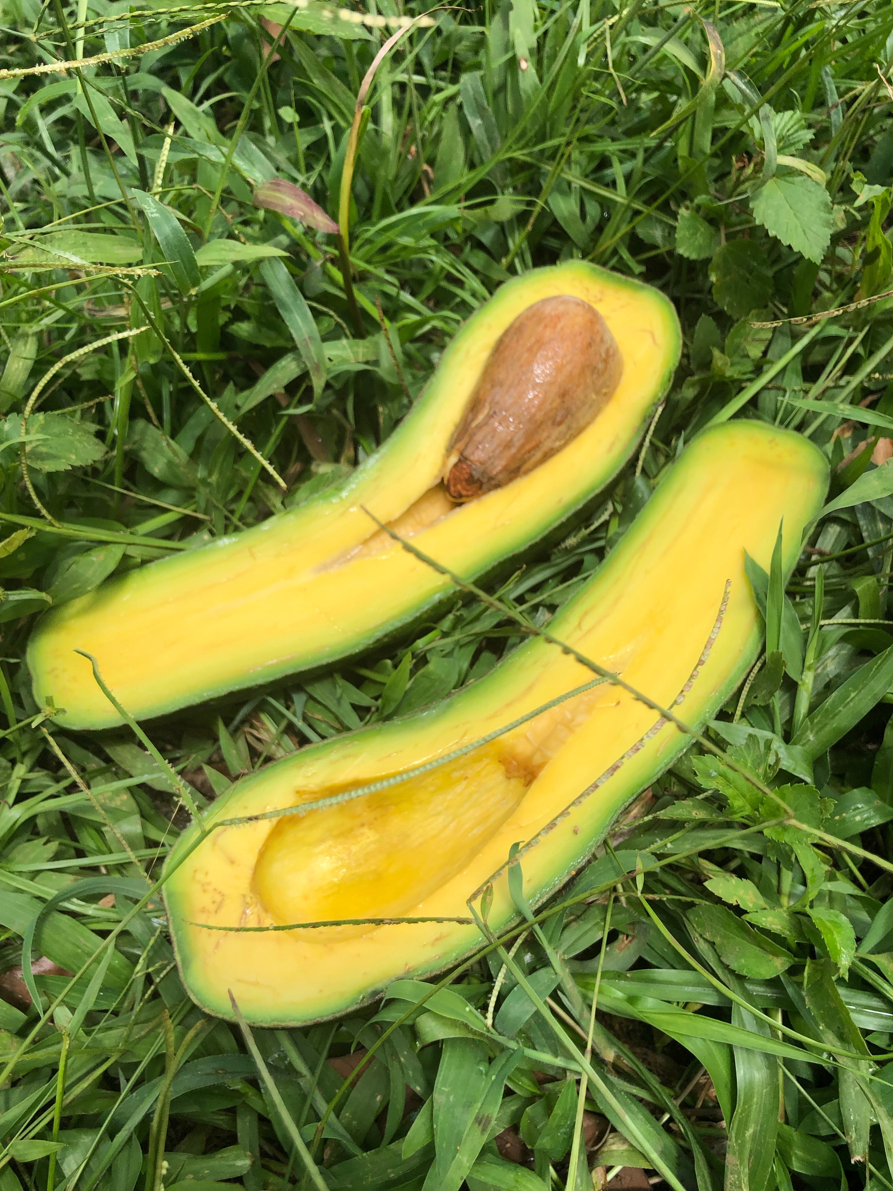 Avocado Buy Rare Avocados Online From Miami Fruit