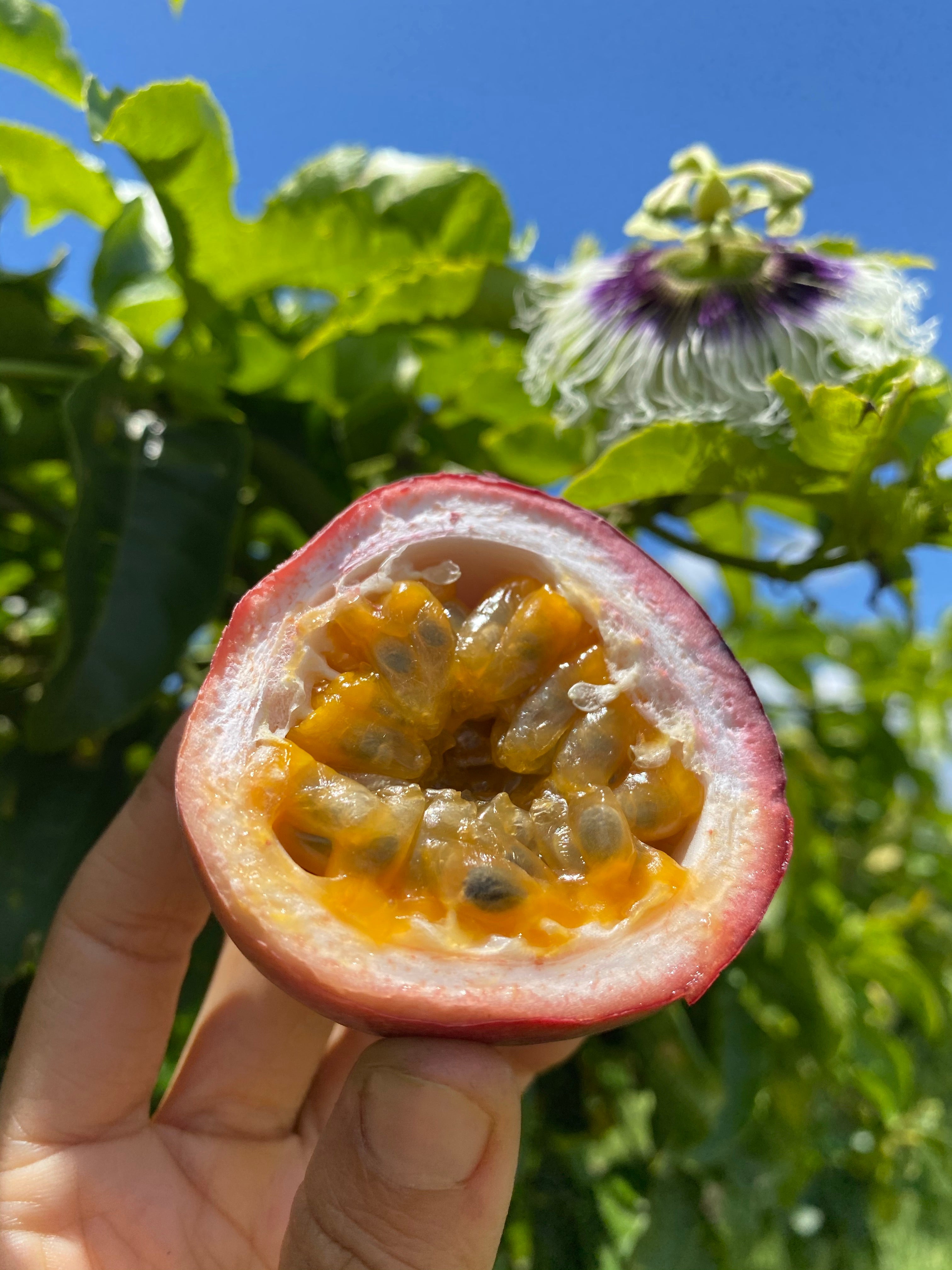 Purple/Pink Passionfruit (Lilikoi) – Miami Fruit