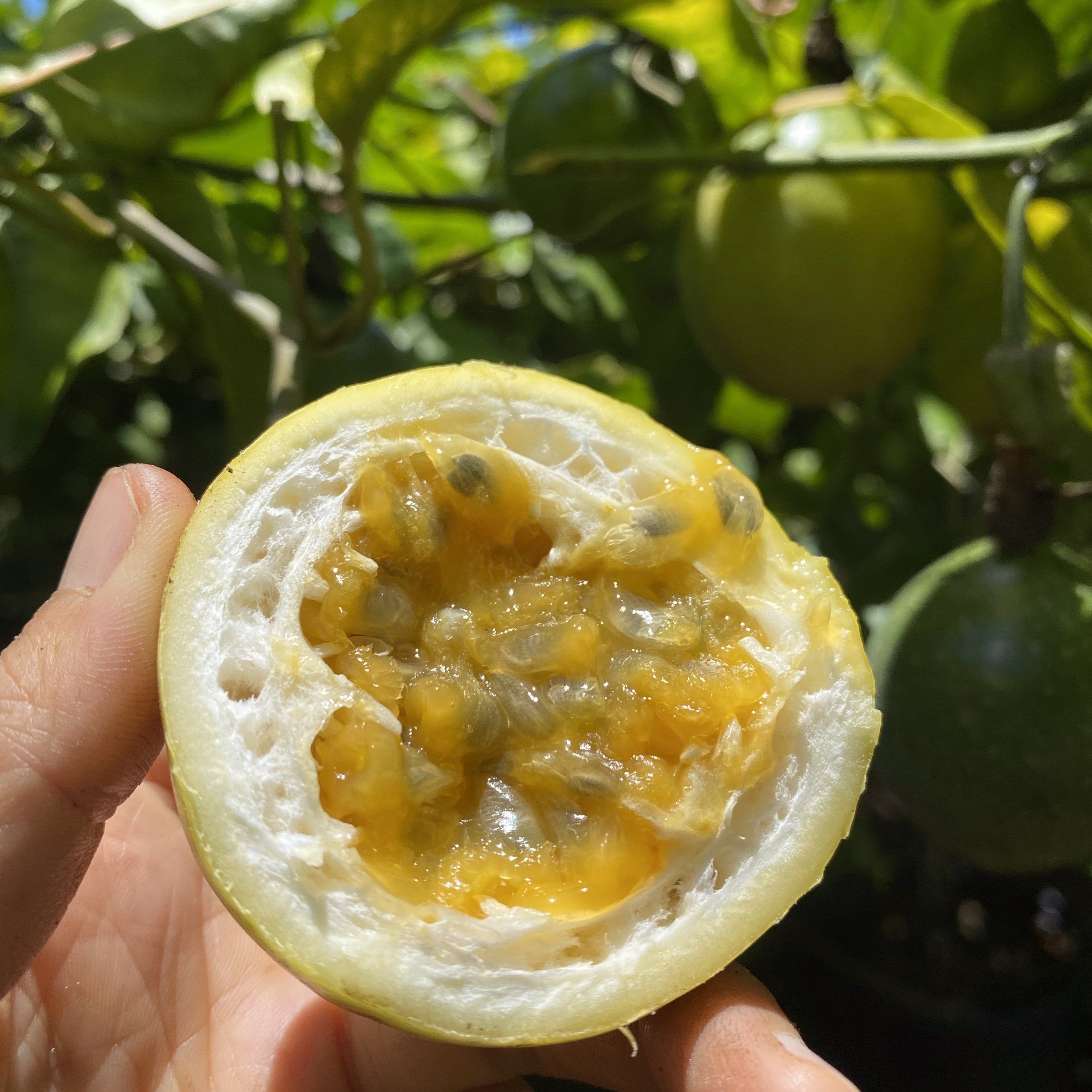 Golden Passionfruit (Lilikoi) *Pre-Order* – Miami Fruit