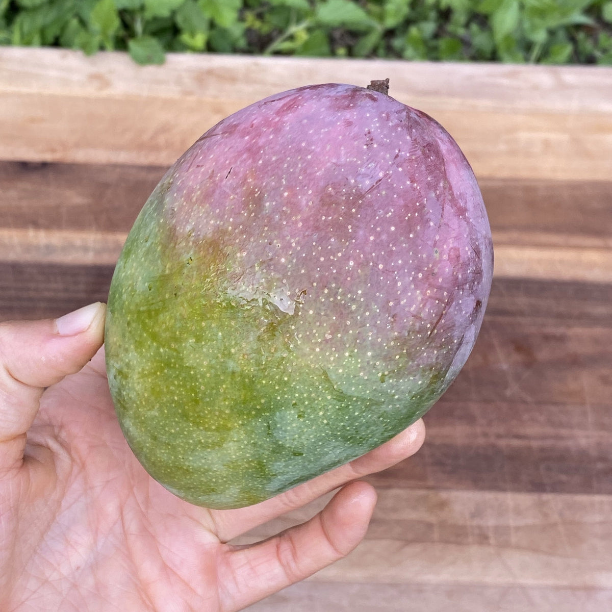 Fruit Punch Mango *Pre-Order* – Miami Fruit