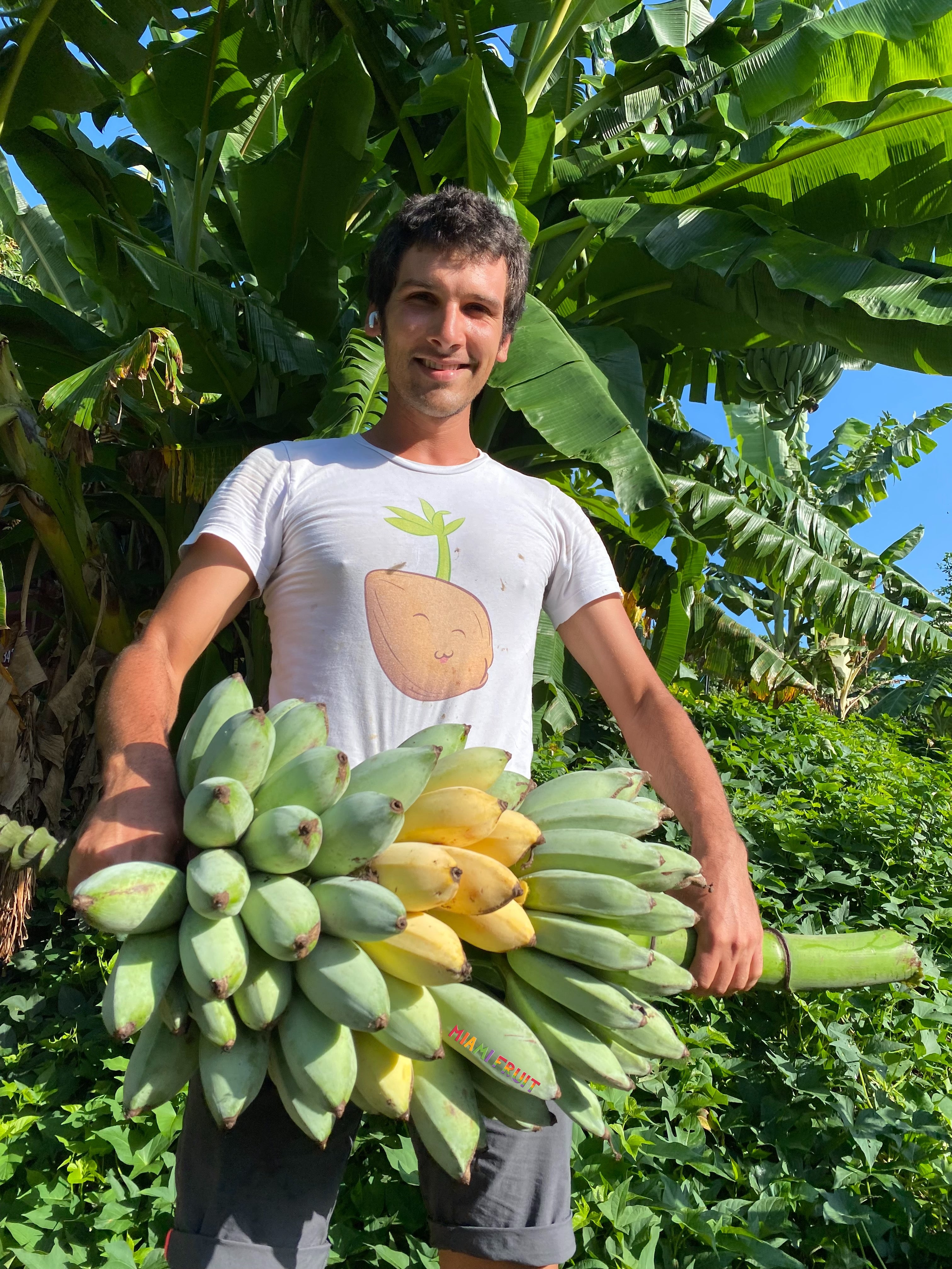 Blue Java Banana *PRE-ORDER* – Miami Fruit