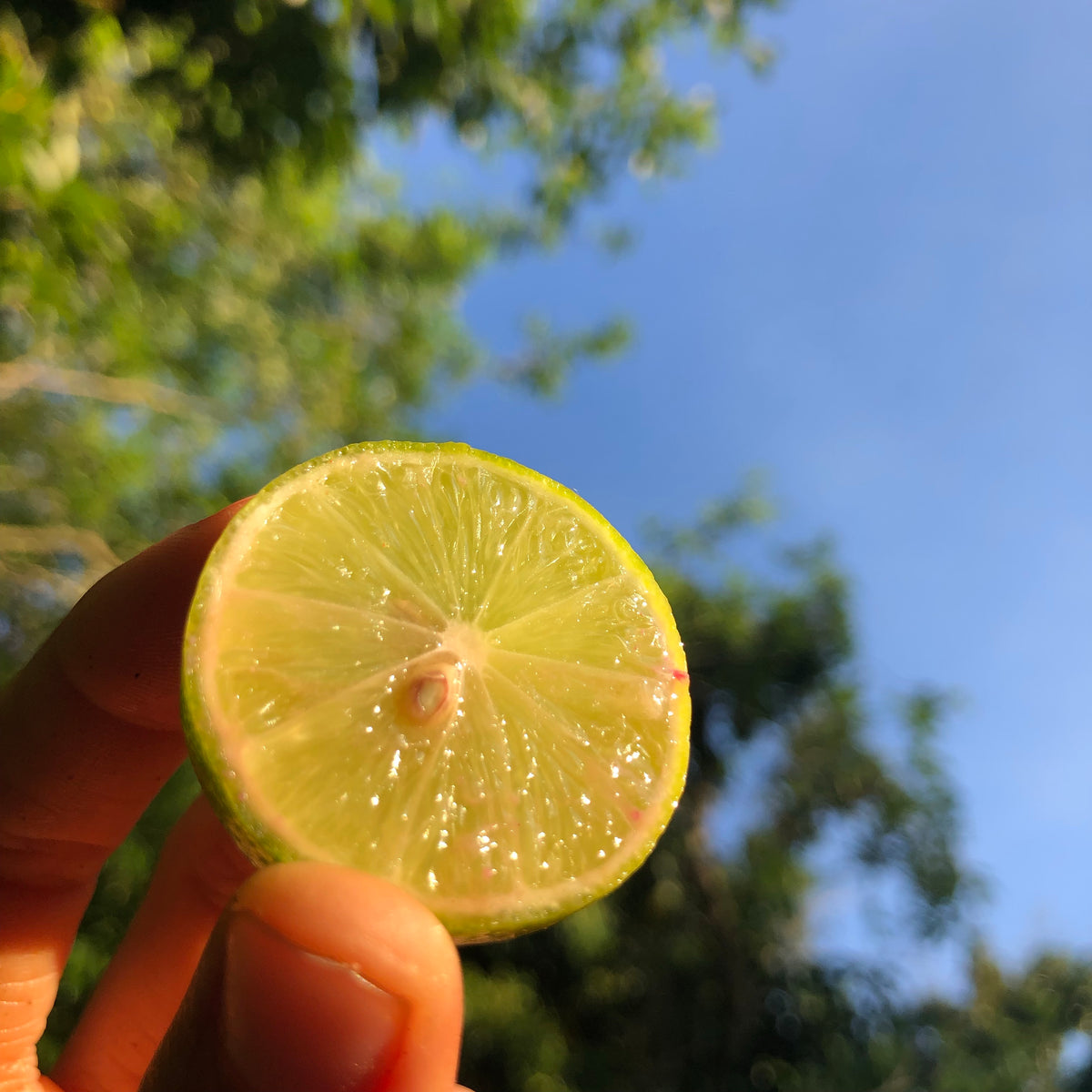 Key Lime – Miami Fruit