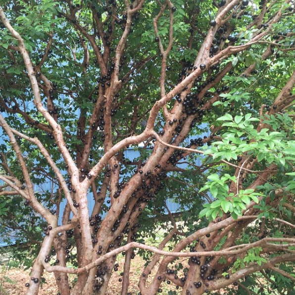 Jaboticaba - Buy Jaboticaba online from Miami Fruit