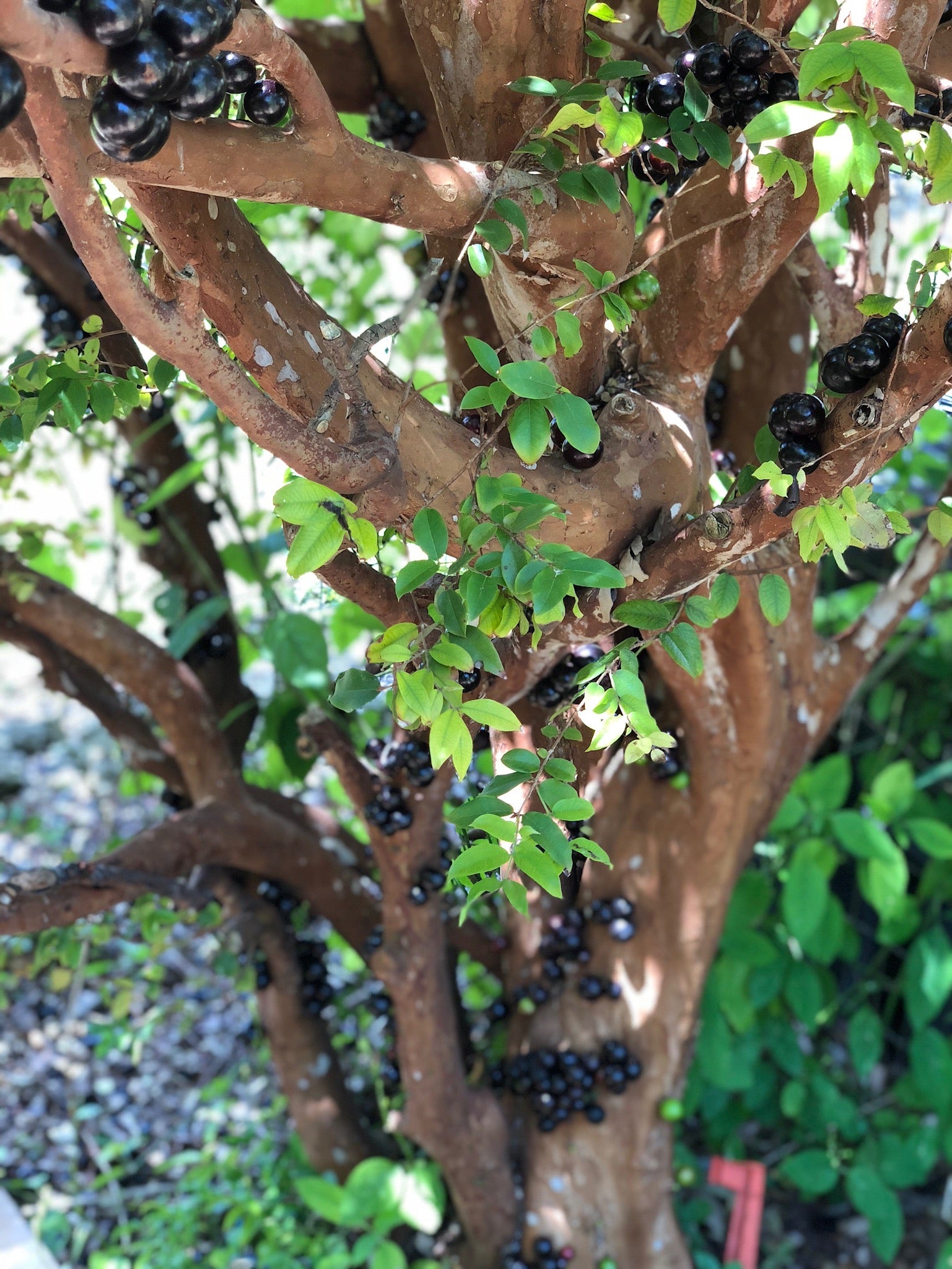 Jaboticaba - Buy Jaboticaba online from Miami Fruit