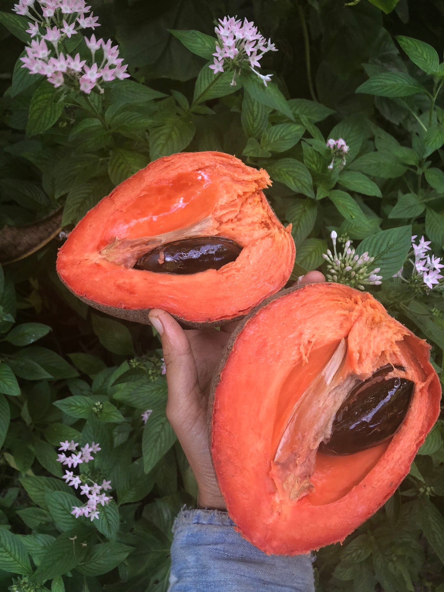 Mamey - Buy Mamey Sapote online from Miami Fruit