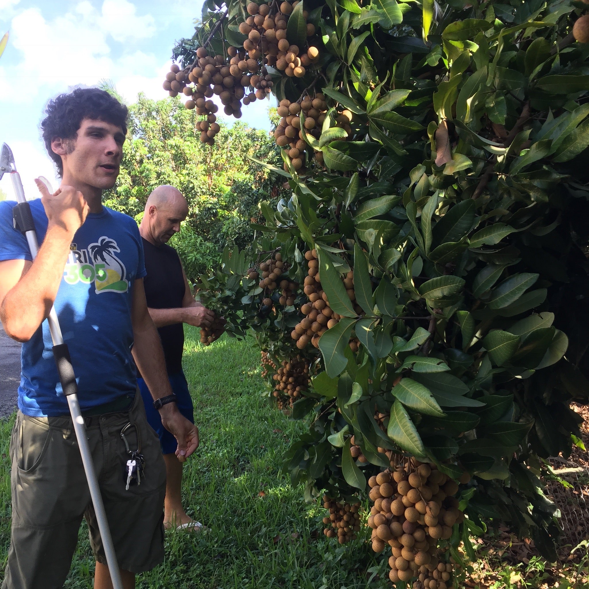 Longan Box - Buy Longan online from Miami Fruit
