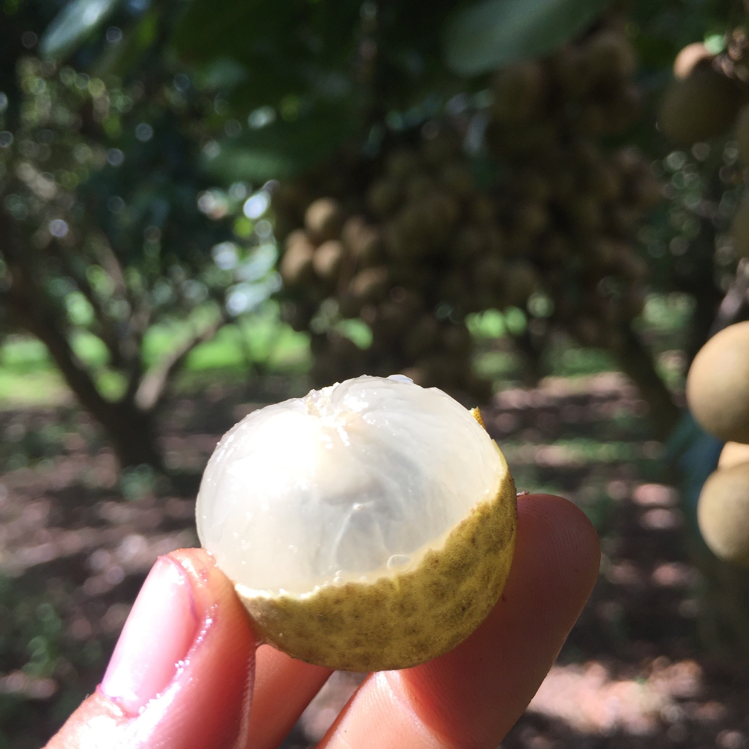Longan Box - Buy Longan online from Miami Fruit