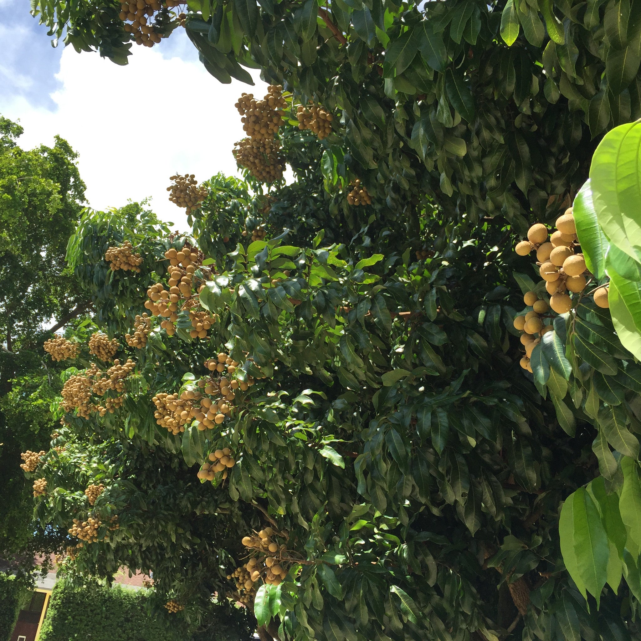 Longan Box - Buy Longan online from Miami Fruit