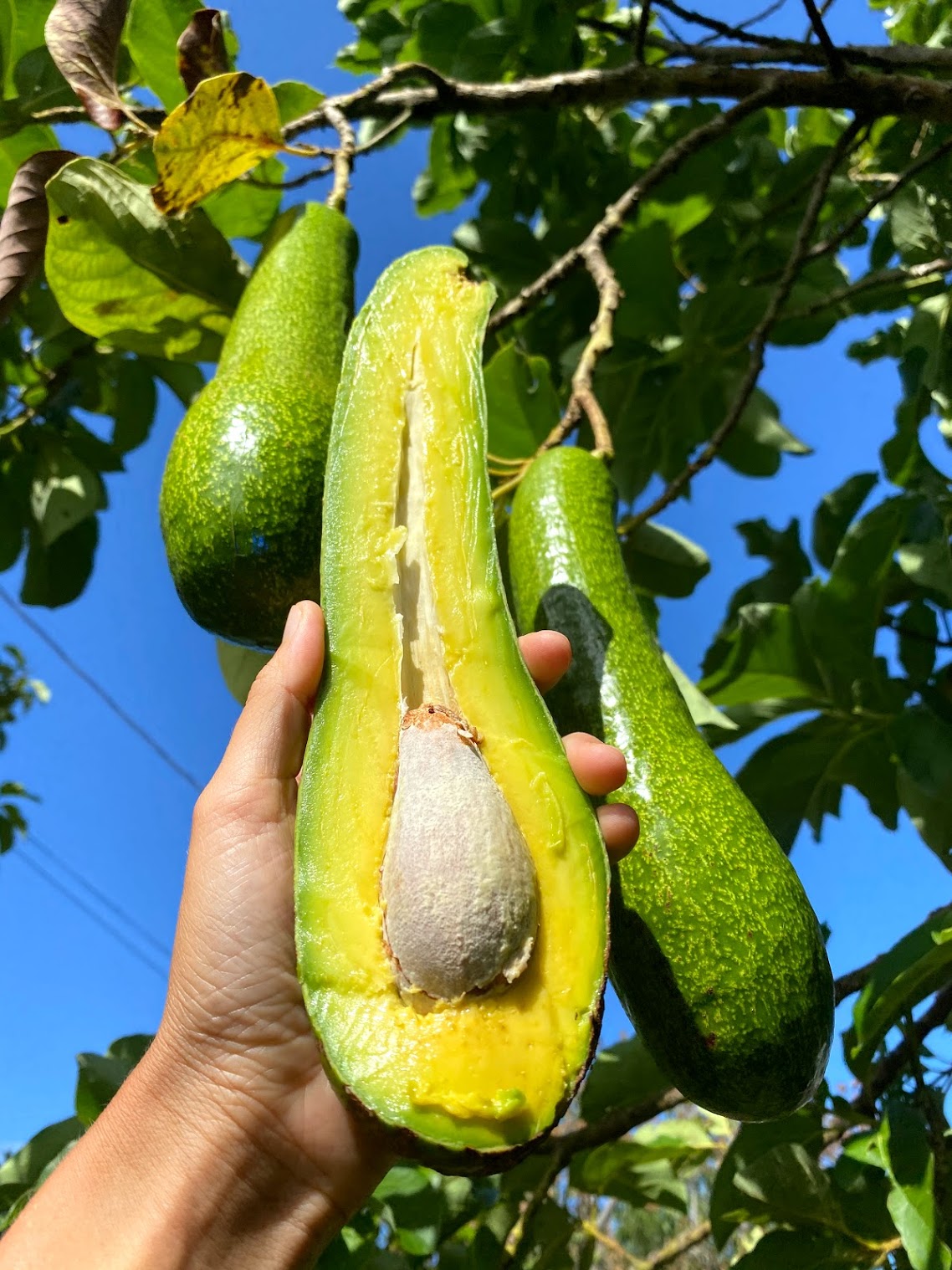 Avocado - Buy Rare Avocados online from Miami Fruit
