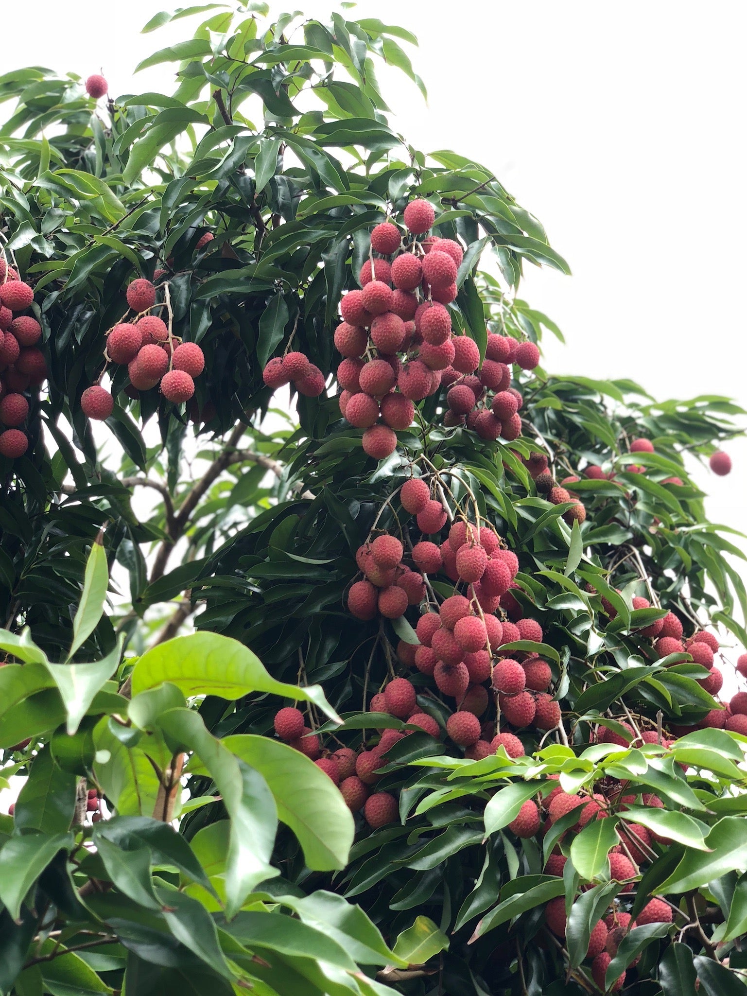 Lychee - Mauritius Variety *Pre-Order* – Miami Fruit