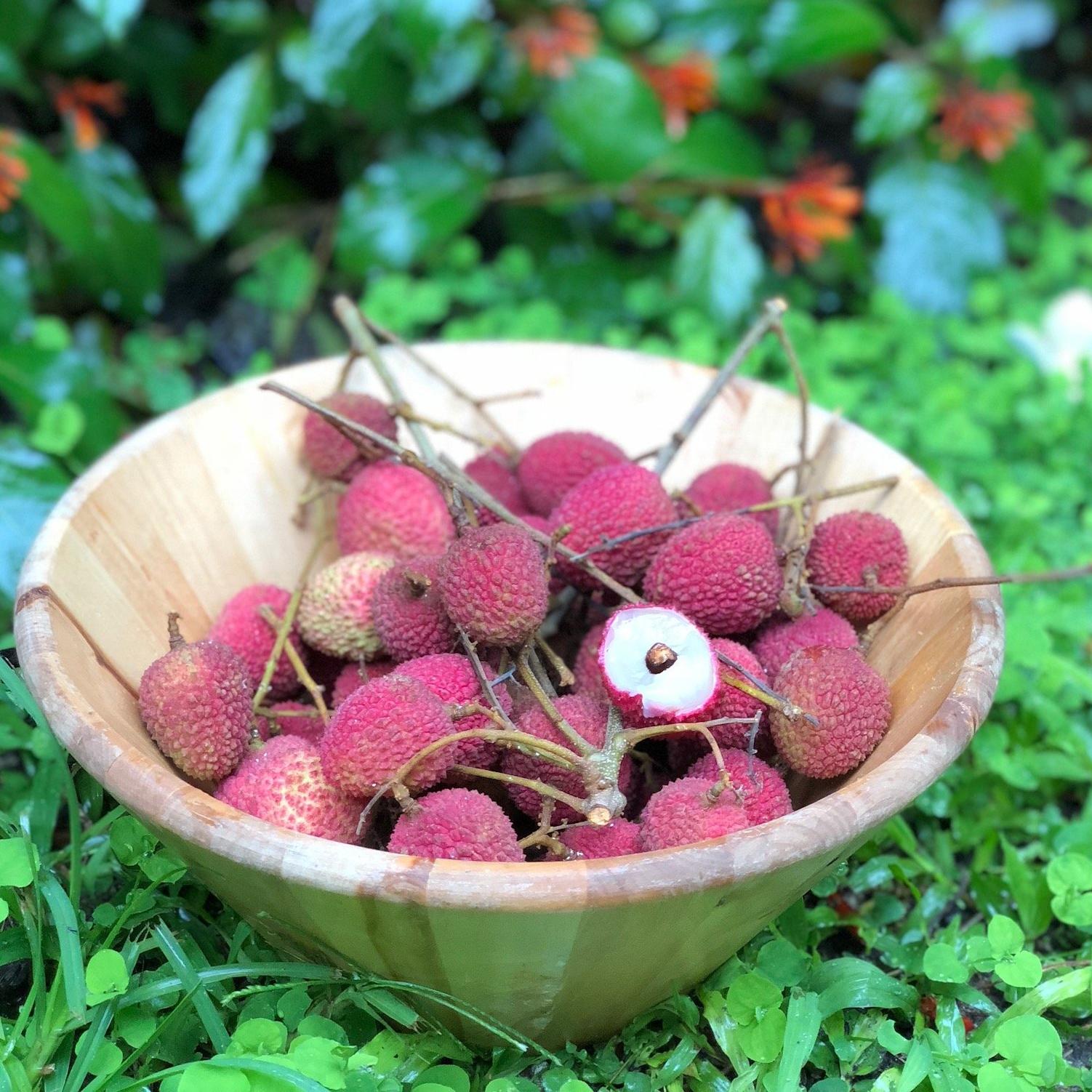 Lychee - Sweetheart Variety *Pre-Order* – Miami Fruit