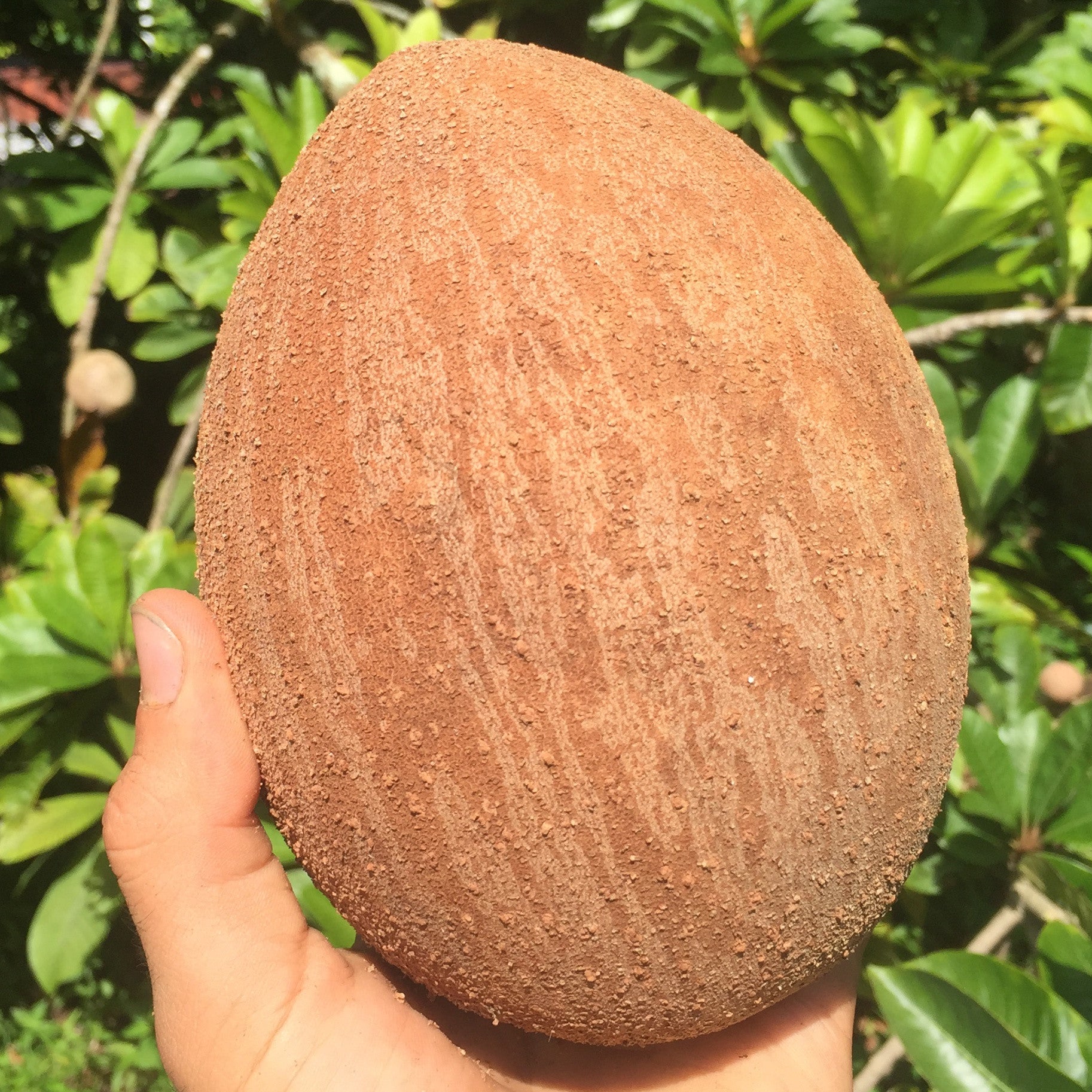 Mamey - Buy Mamey Sapote online from Miami Fruit
