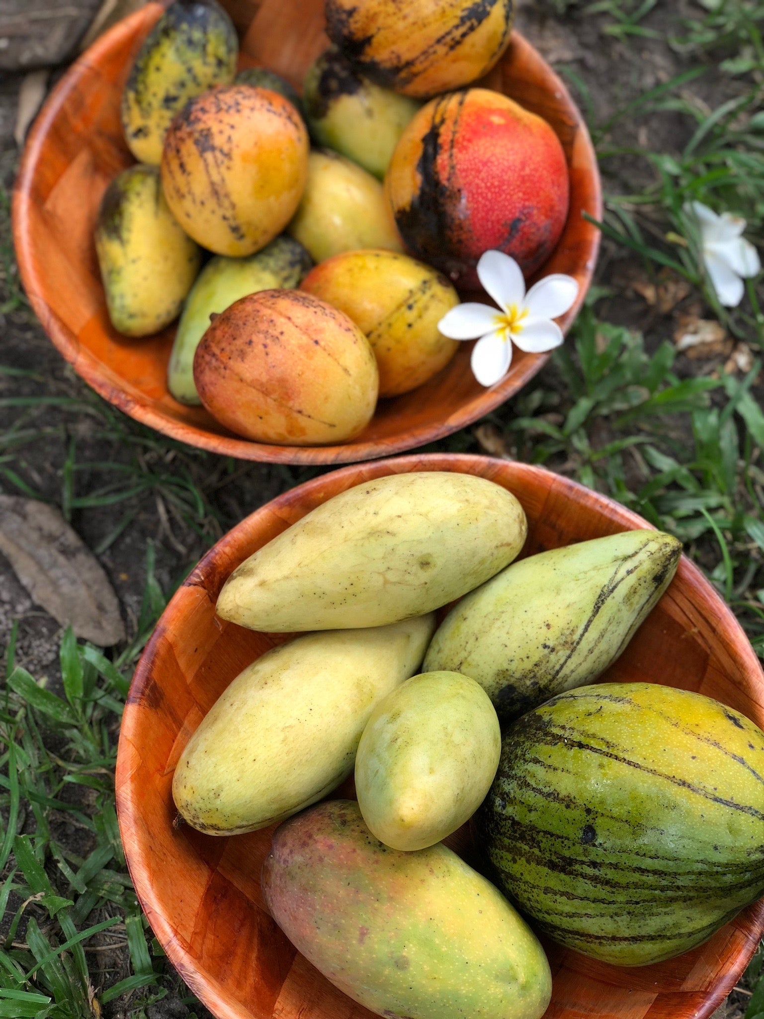 Mango - Buy USA Grown Mango Online from Miami Fruit