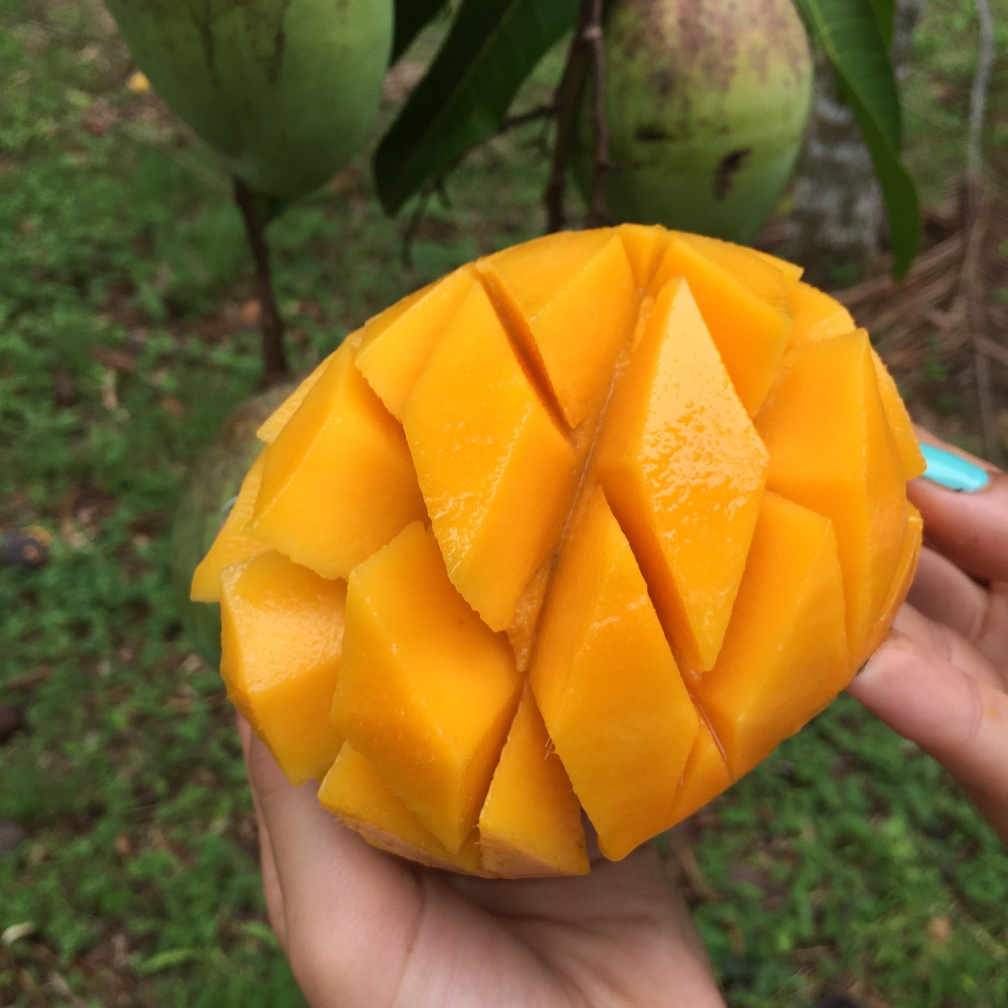 Mango - Buy USA Grown Mango Online from Miami Fruit