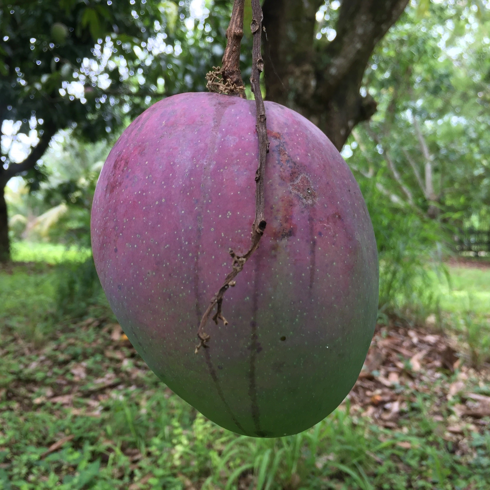 Mango - Buy USA Grown Mango Online from Miami Fruit