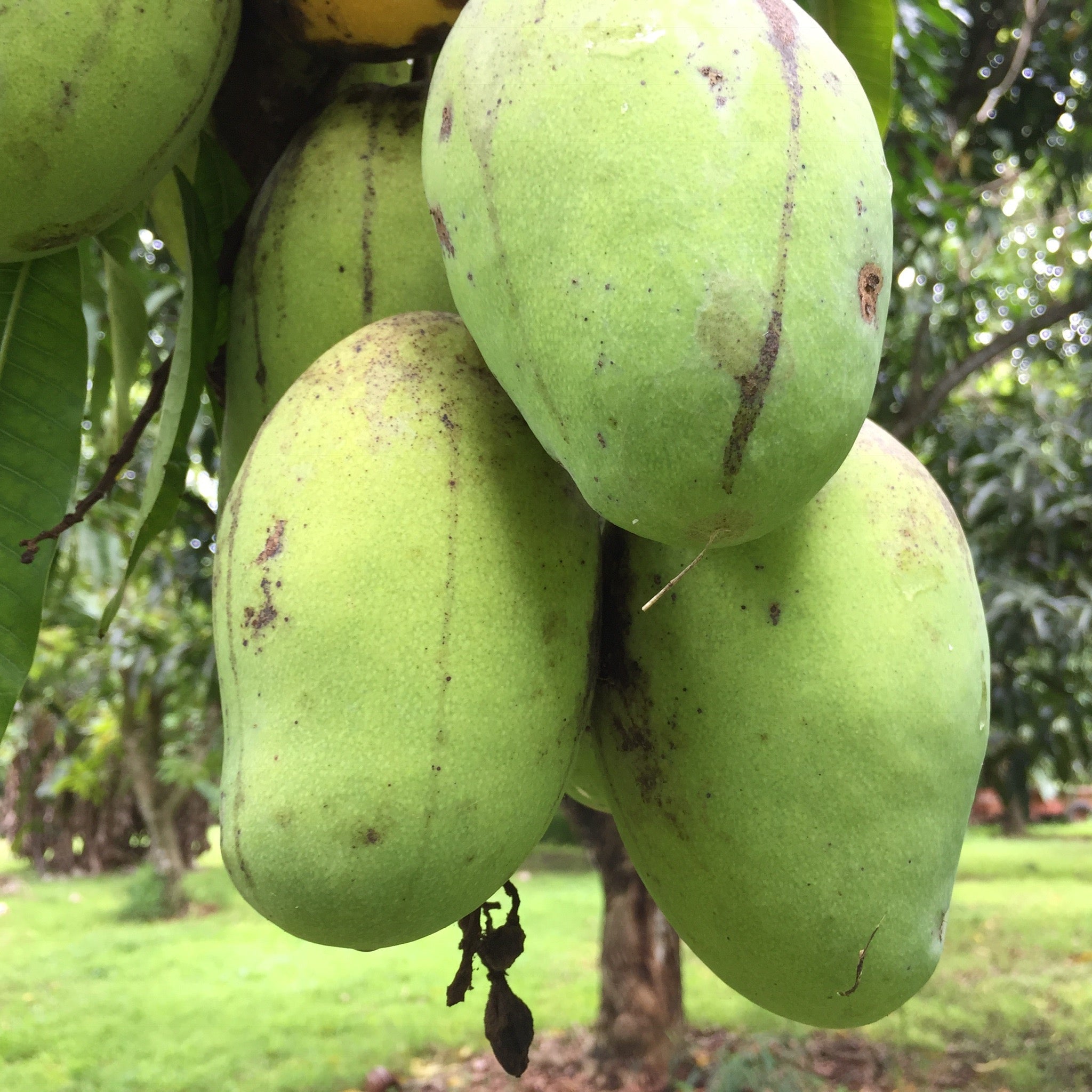 Mango - Buy USA Grown Mango Online from Miami Fruit