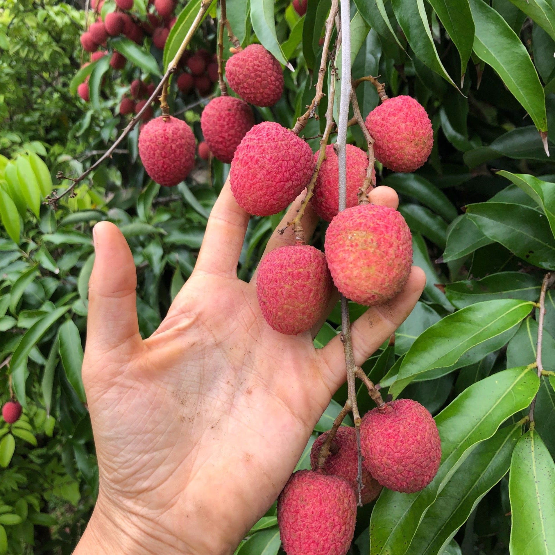 Lychee - Mauritius Variety *Pre-Order* – Miami Fruit