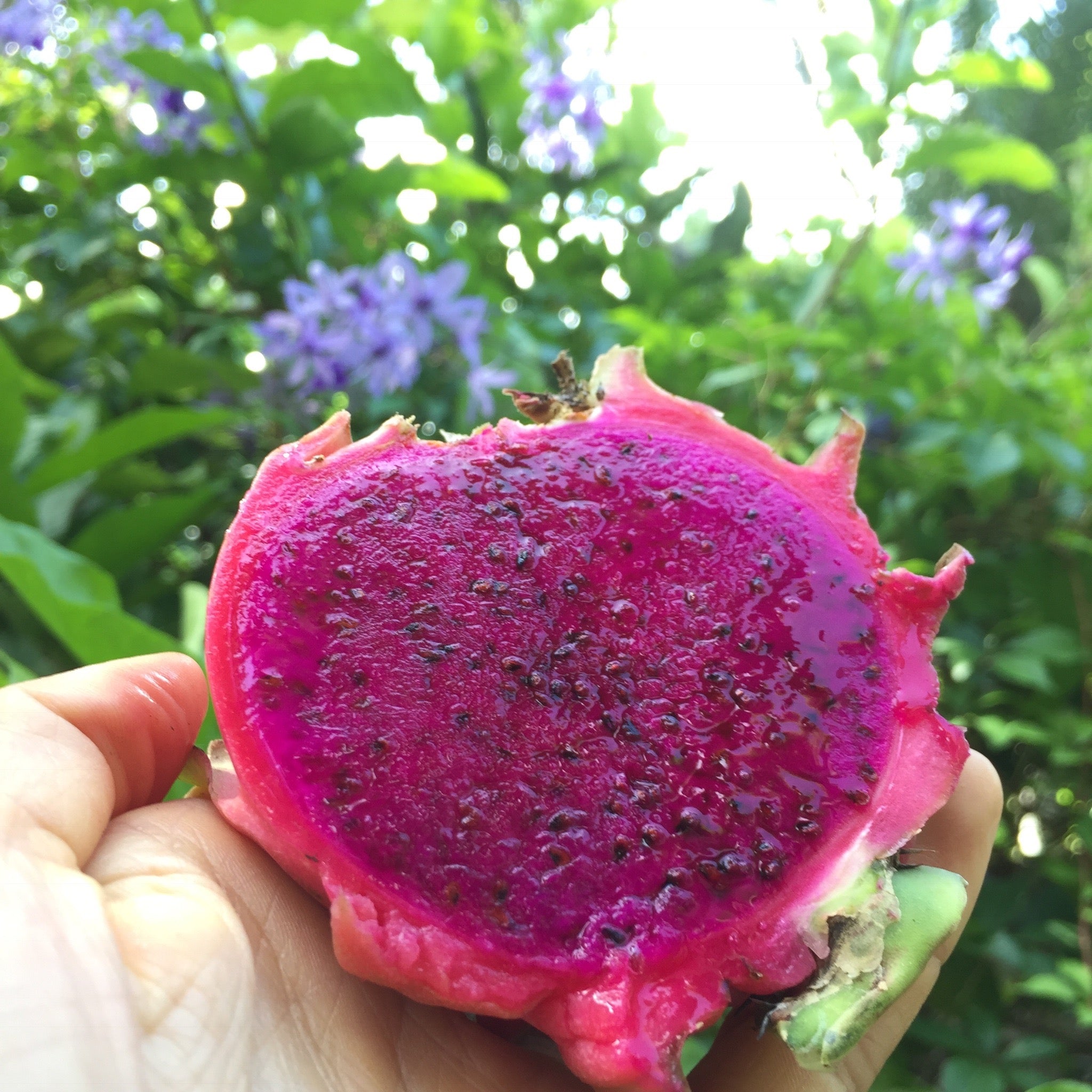 Red Dragonfruit (Pitaya) – Miami Fruit