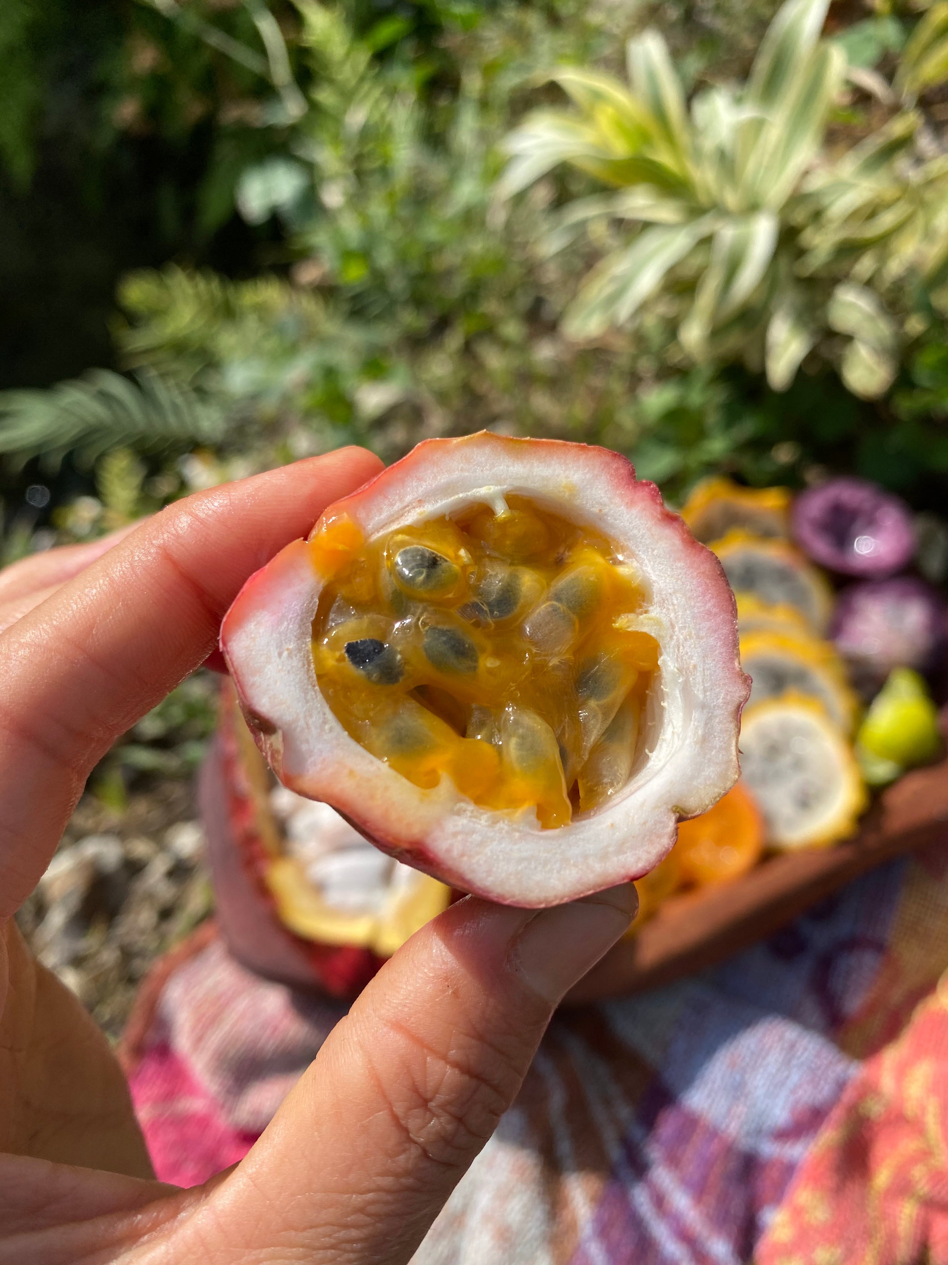 Purple/Pink Passionfruit (Lilikoi) – Miami Fruit