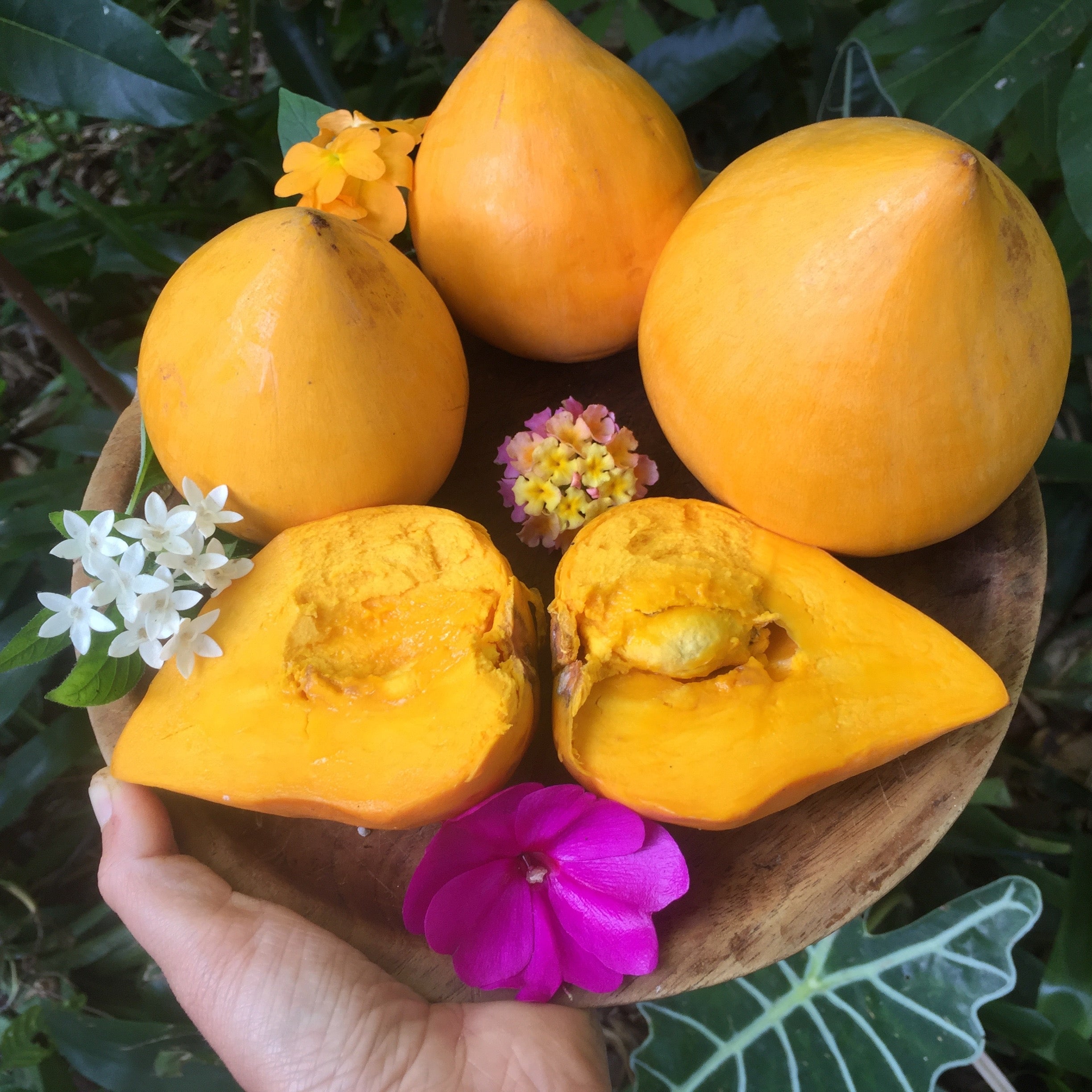 Eggfruit (Canistel) - Buy Eggfruit online from Miami Fruit