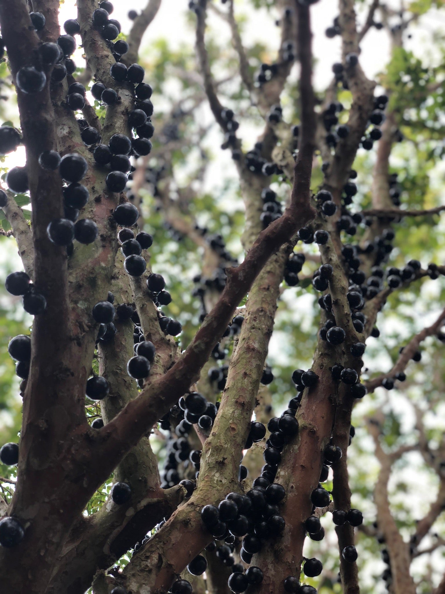 Jaboticaba - Buy Jaboticaba online from Miami Fruit