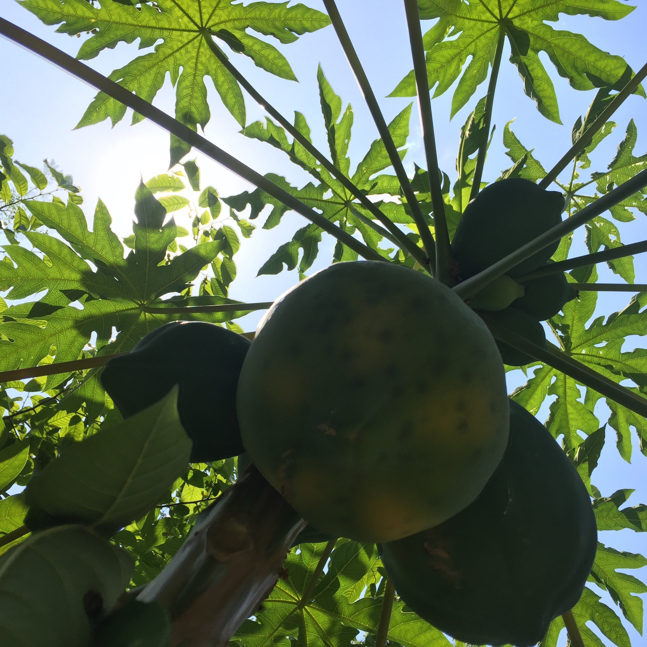 Buy Papaya online from Miami Fruit