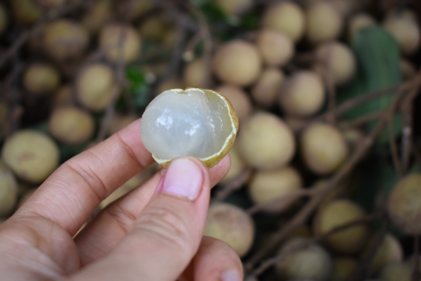Longan Box - Buy Longan online from Miami Fruit