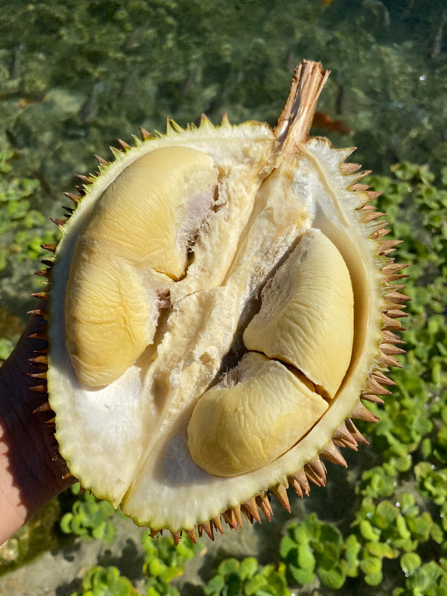 D24 (Sultan) Durian *Pre-Order* – Miami Fruit