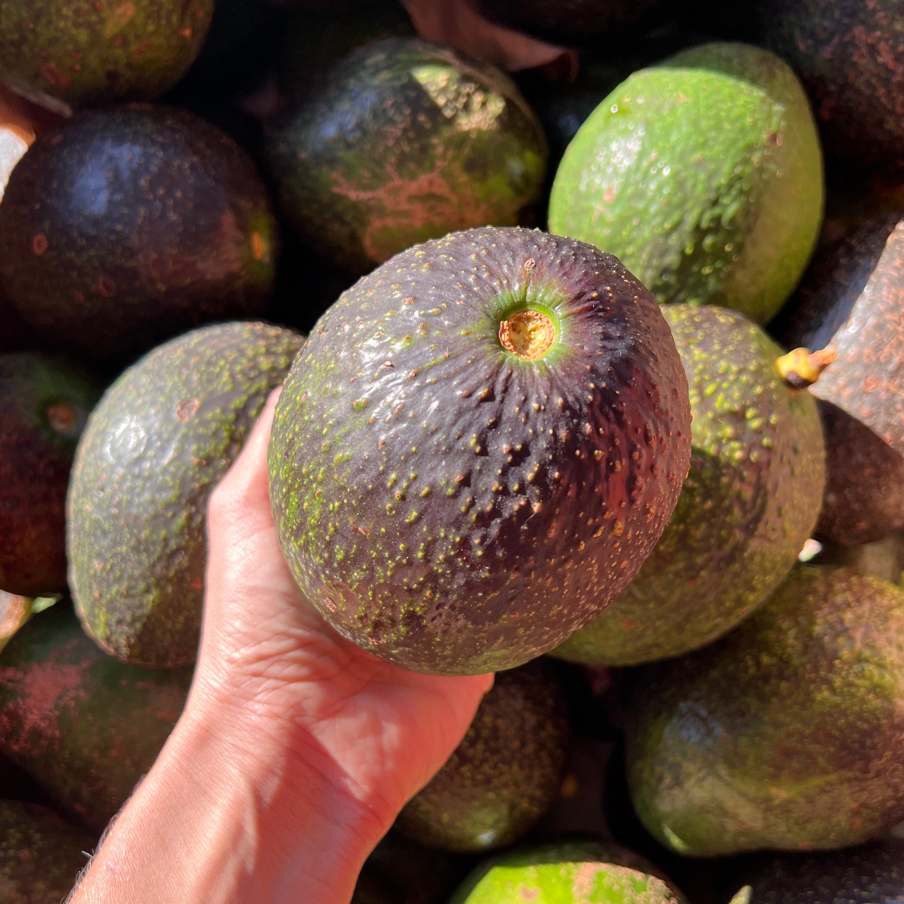 Avocado - Buy Rare Avocados online from Miami Fruit