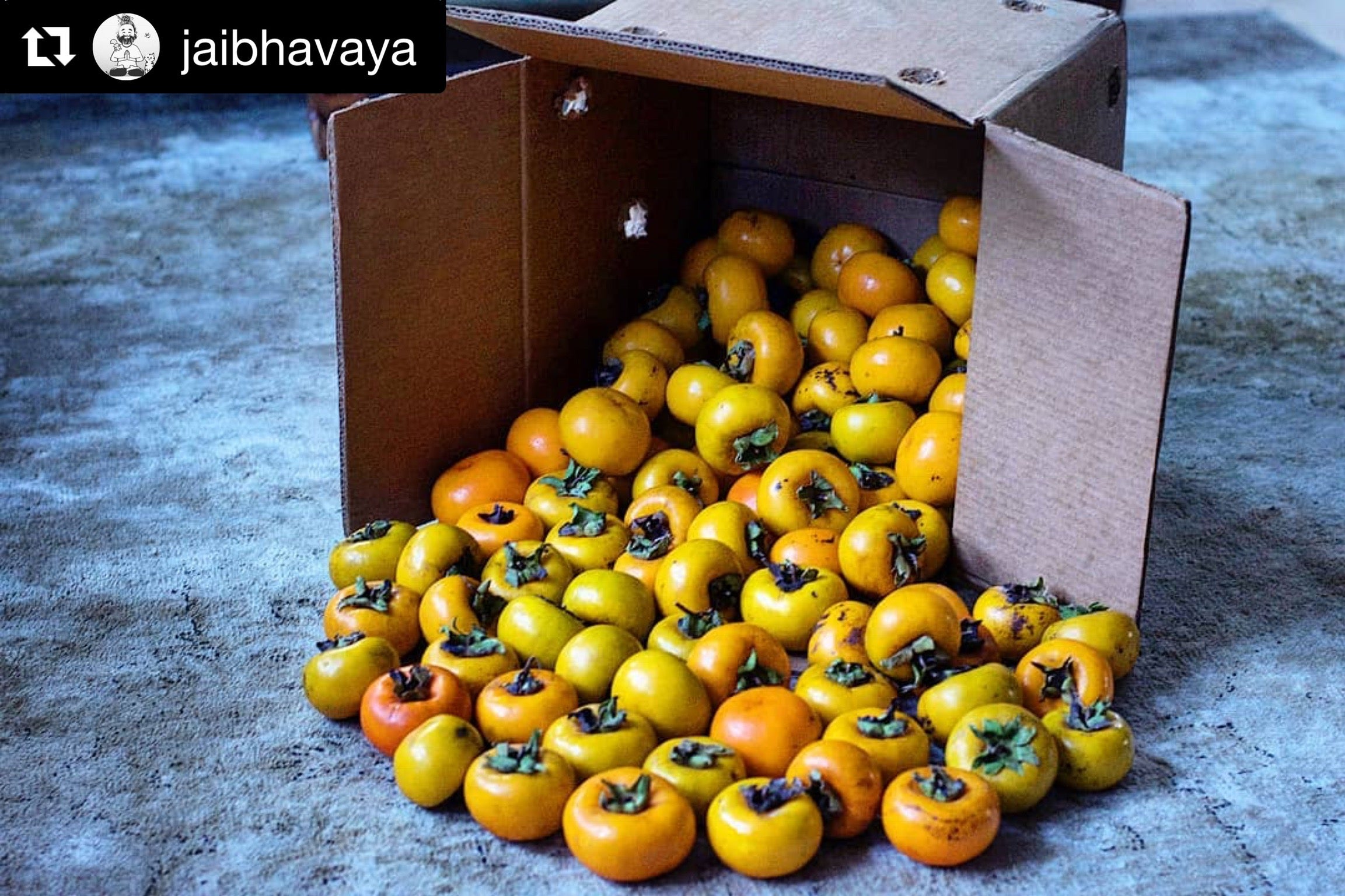 Tropical Persimmon *Pre-Order* – Miami Fruit