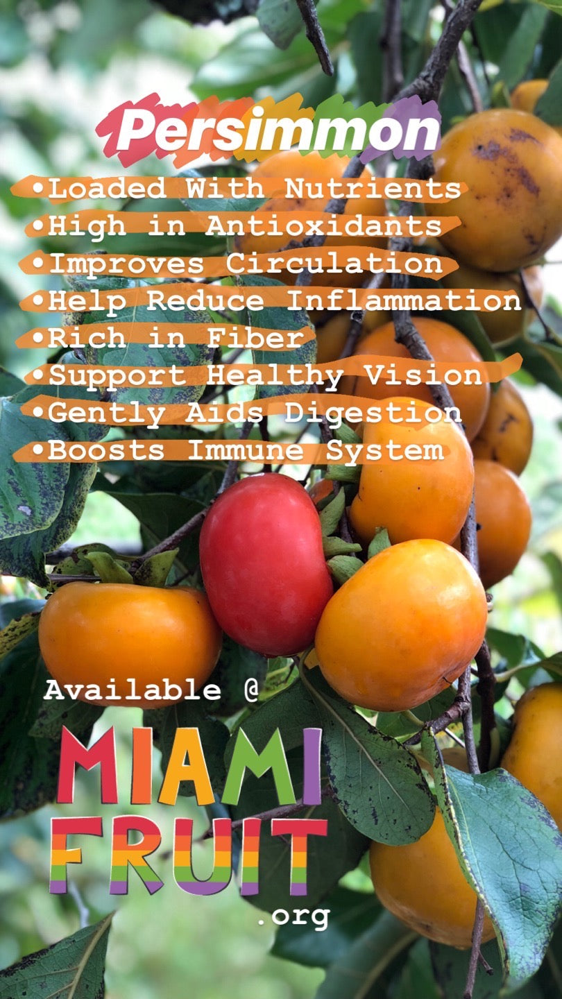 Tropical Persimmon *Pre-Order* – Miami Fruit