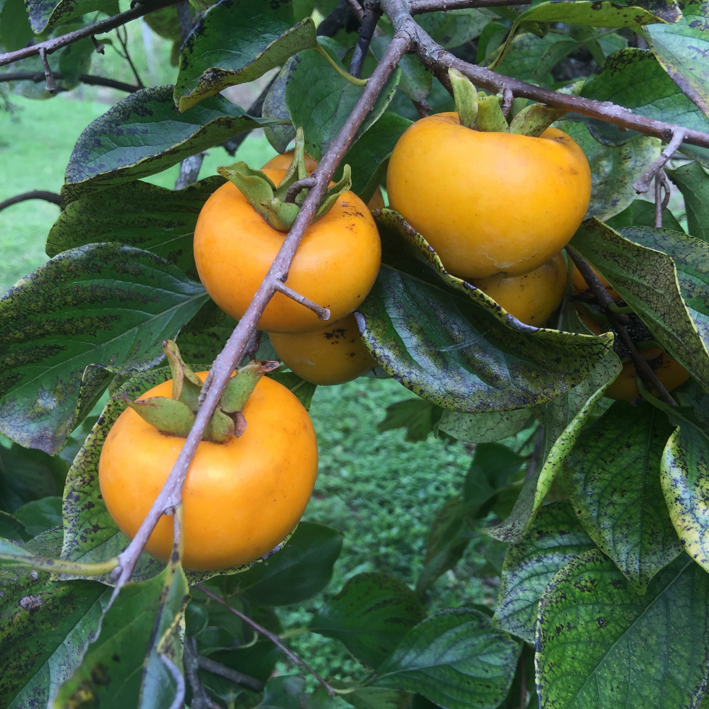 Tropical Persimmon – Miami Fruit