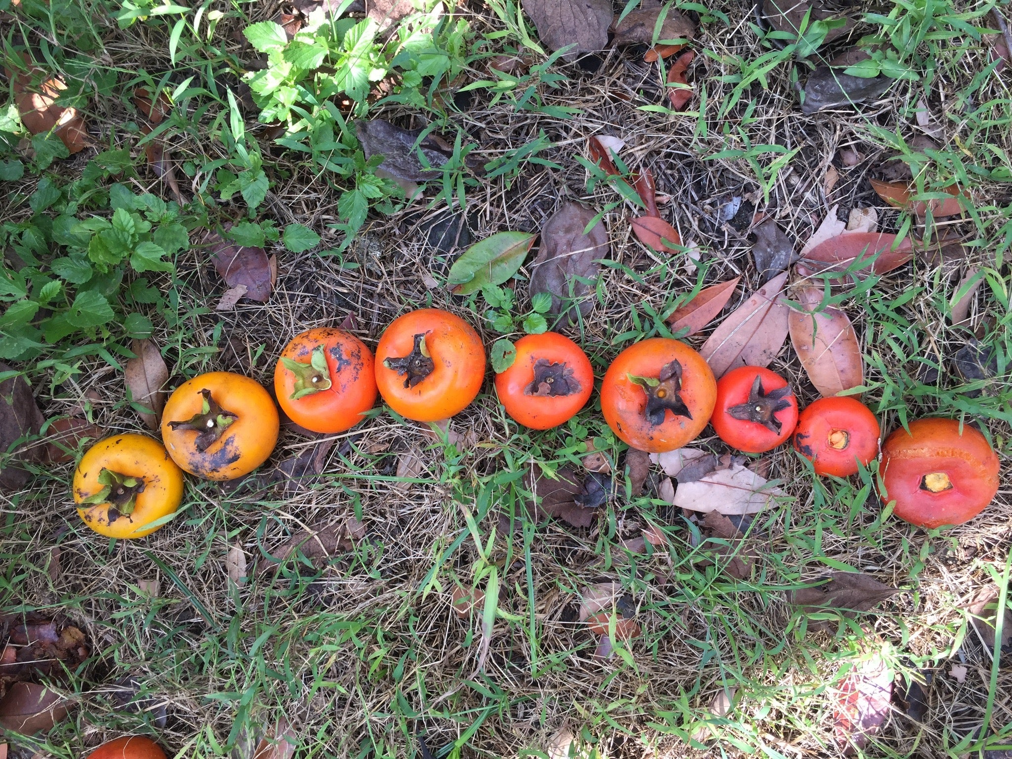 Tropical Persimmon – Miami Fruit