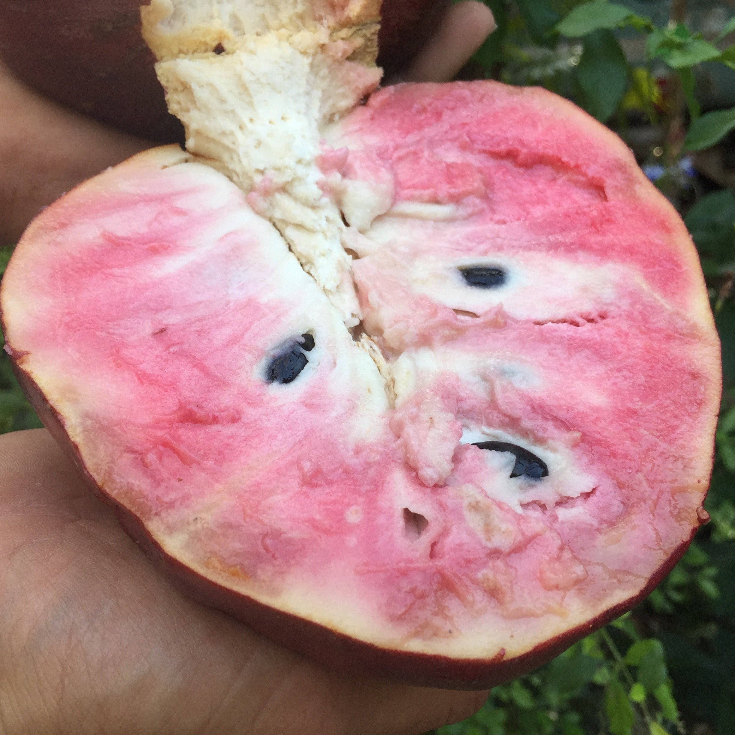 Buy Fresh Custard Apple Fruit Online *Pre Order* – Miami Fruit