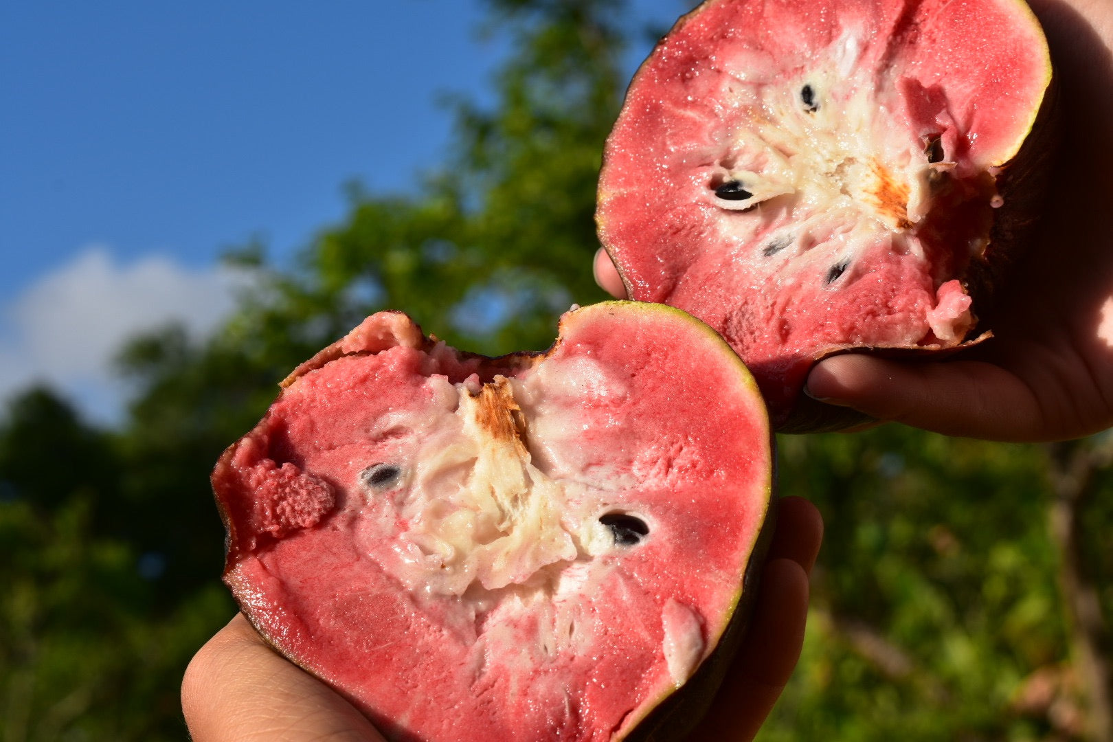 Buy Fresh Custard Apple Fruit Online *Pre Order* – Miami Fruit