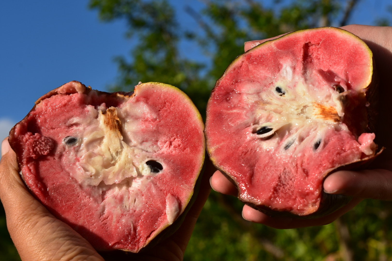 Buy Fresh Custard Apple Fruit Online *Pre Order* – Miami Fruit